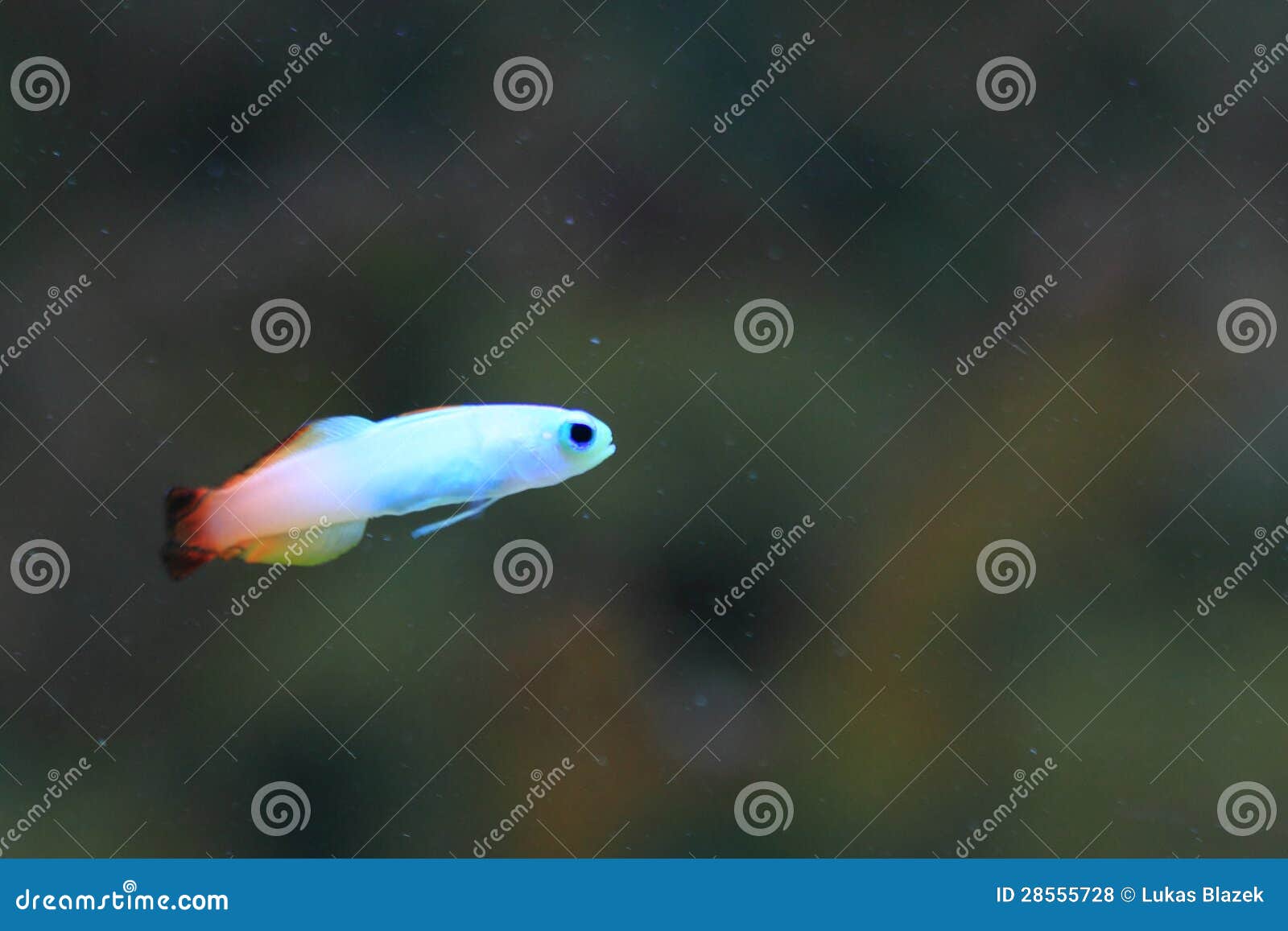 Fire fish stock photo. Image of marine, animal, fire - 28555728