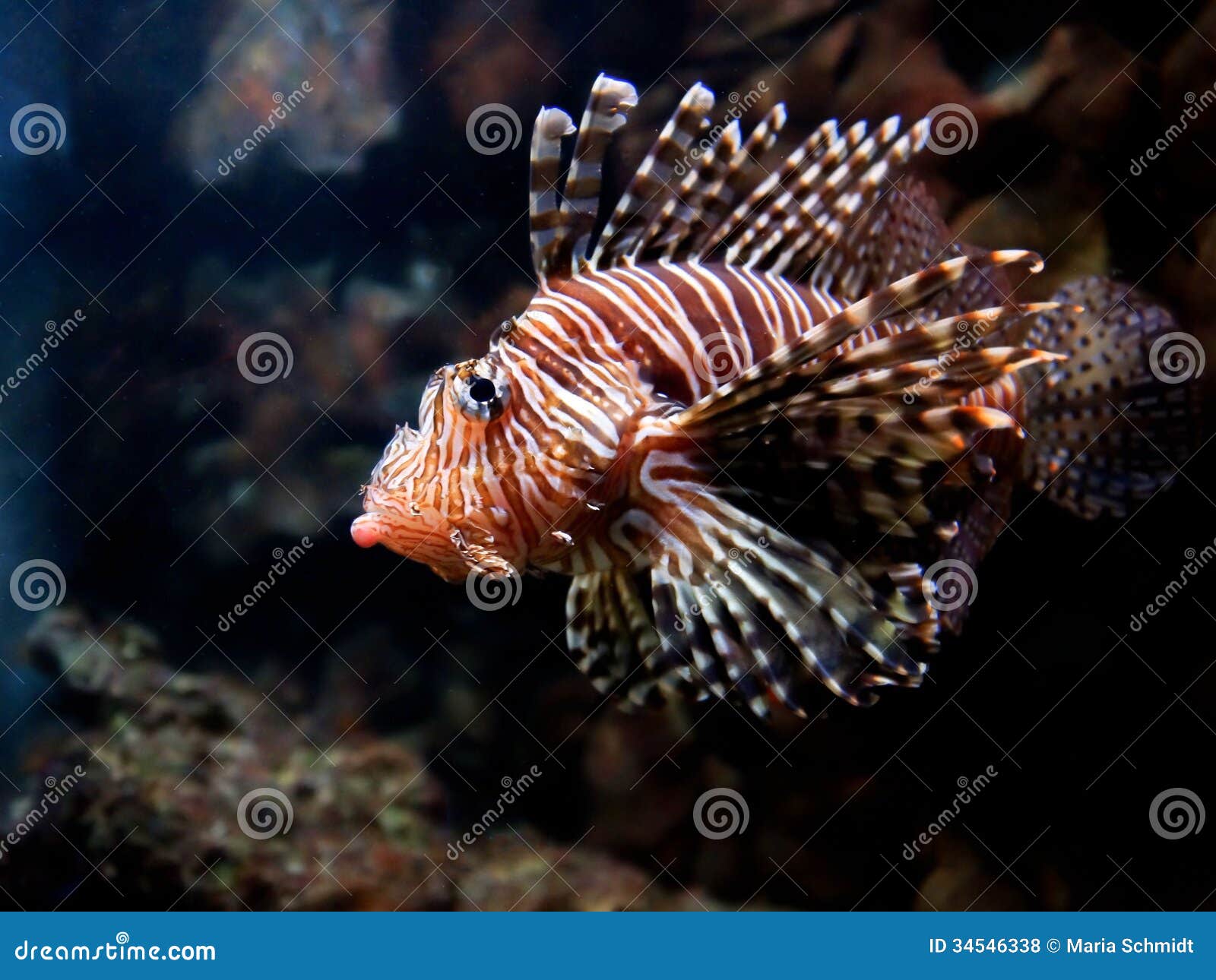 Fire fish stock photo. Image of animal, children, tank - 34546338