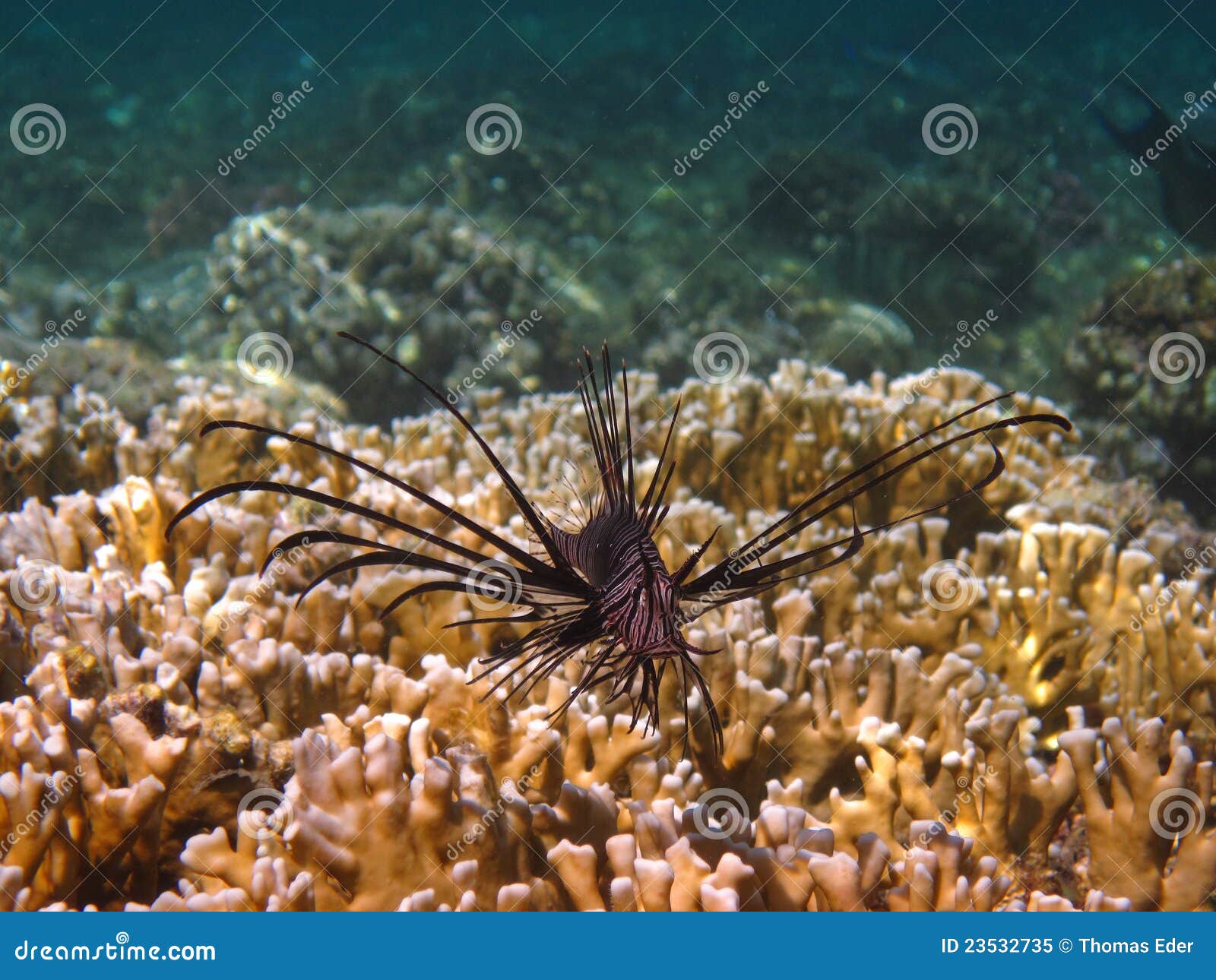 Fire fish camera stock image. Image of tropical, color - 23532735