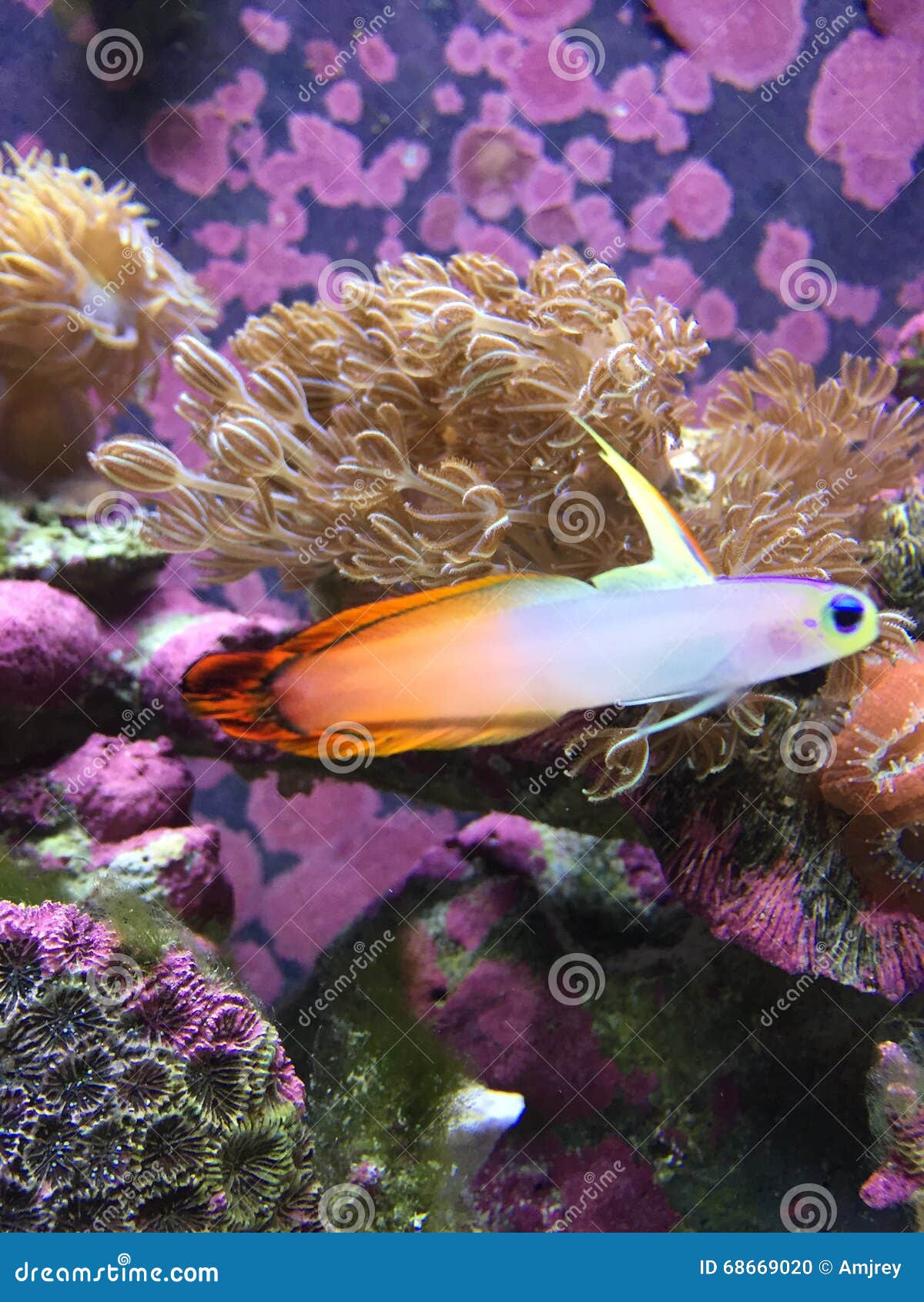 Fire fish stock photo. Image of fire, marine, fish, aquarium - 68669020