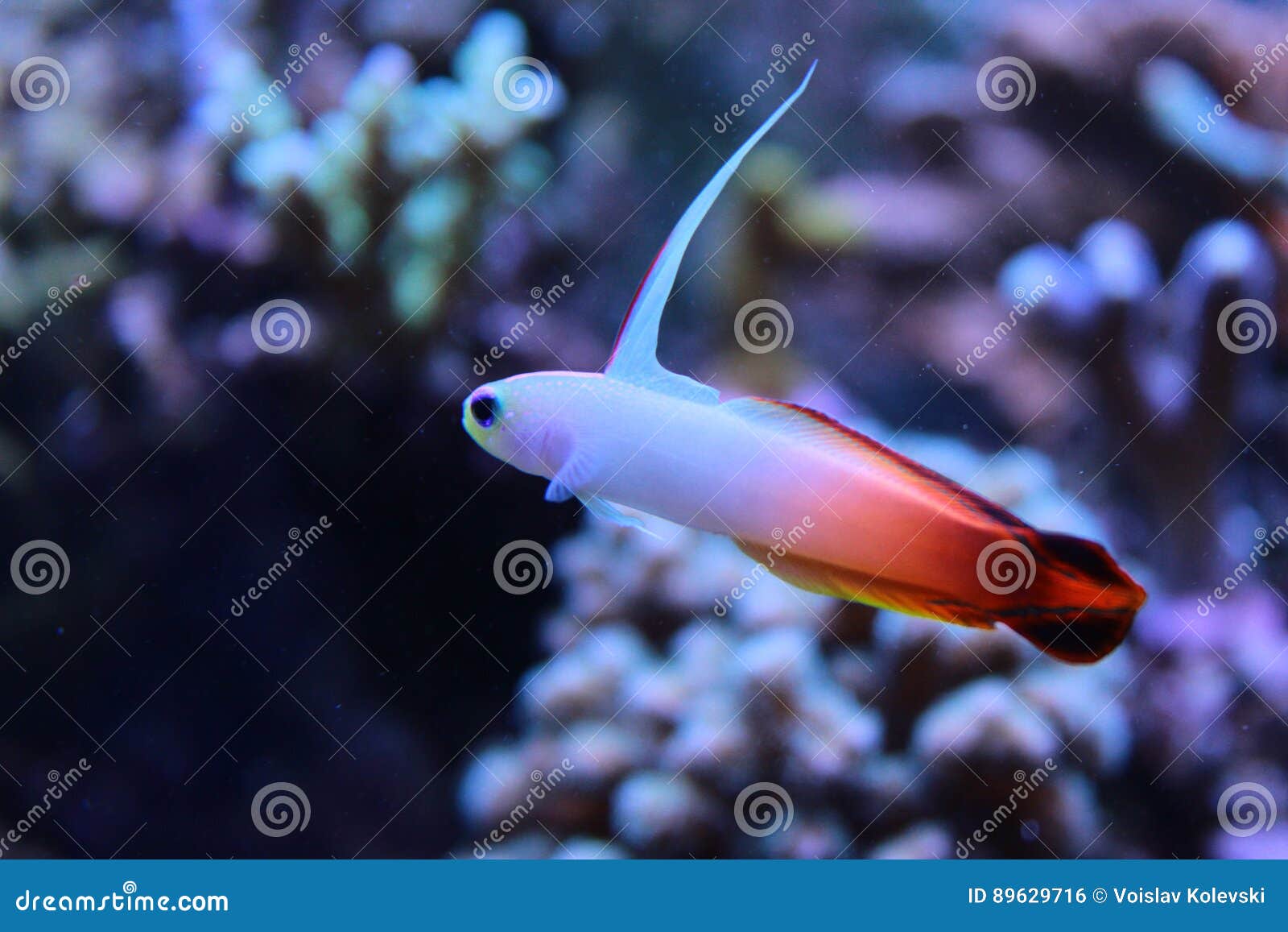 Fire Fish Royalty-Free Stock Image | CartoonDealer.com #63526000