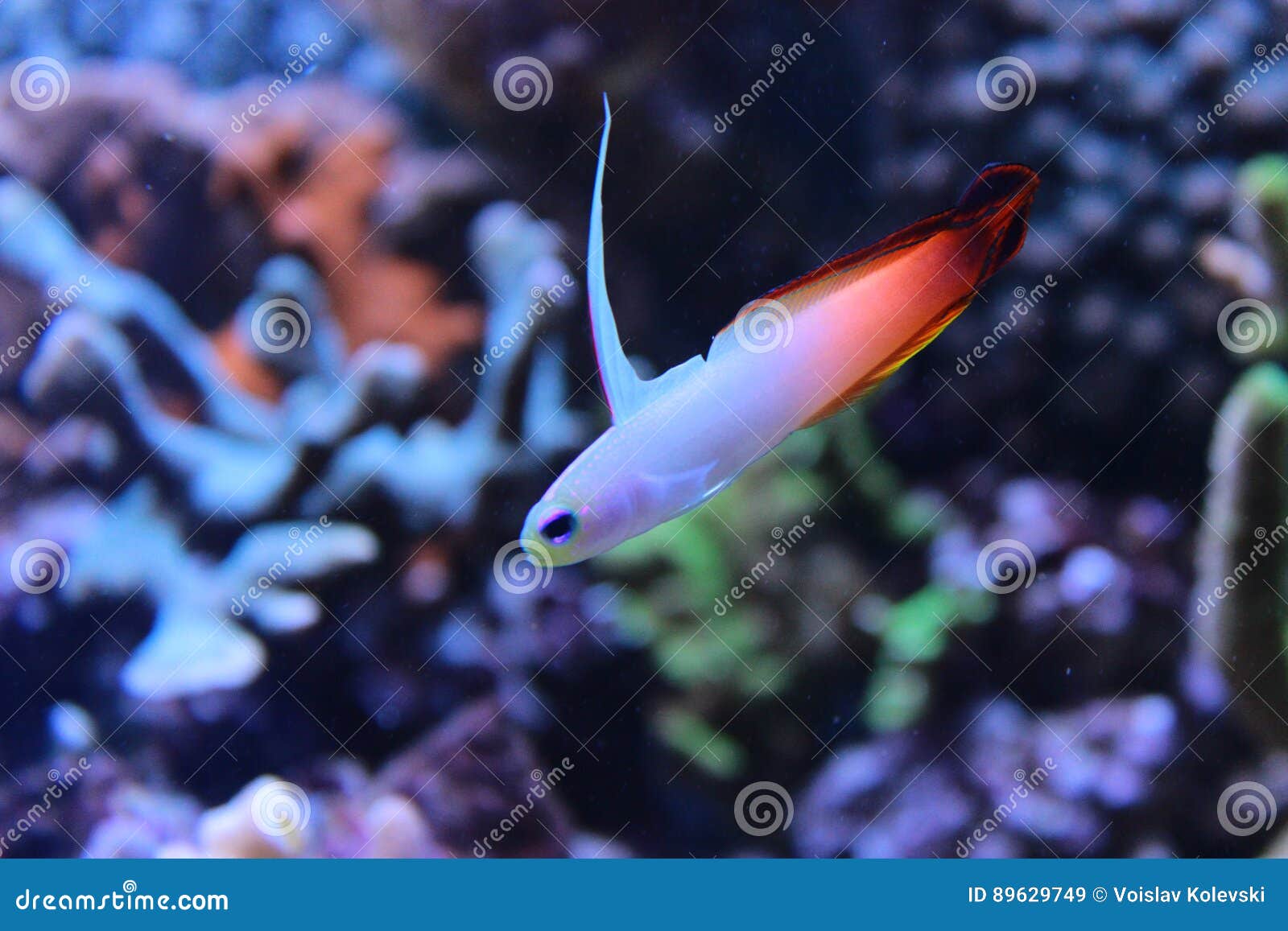 Fire Fish Goby in Marine Aquarium Tank Stock Image - Image of ...