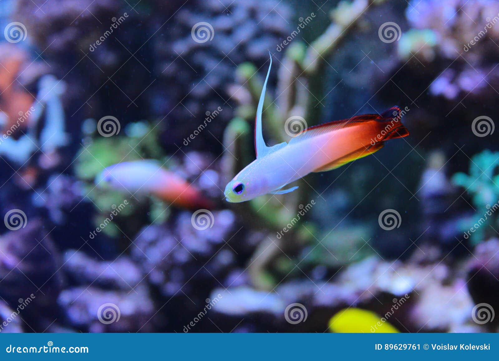 Fire Fish Goby in Marine Aquarium Tank Stock Image - Image of scuba ...