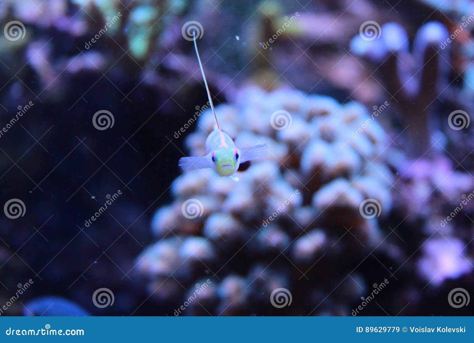 Fire Fish Goby in Marine Aquarium Tank Stock Image - Image of indian ...