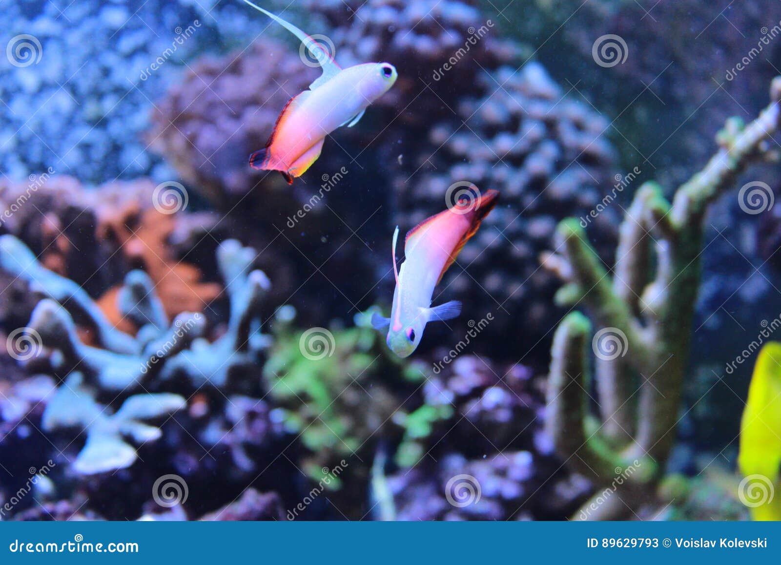 Fire Fish Goby in Marine Aquarium Tank Stock Image - Image of colorful ...