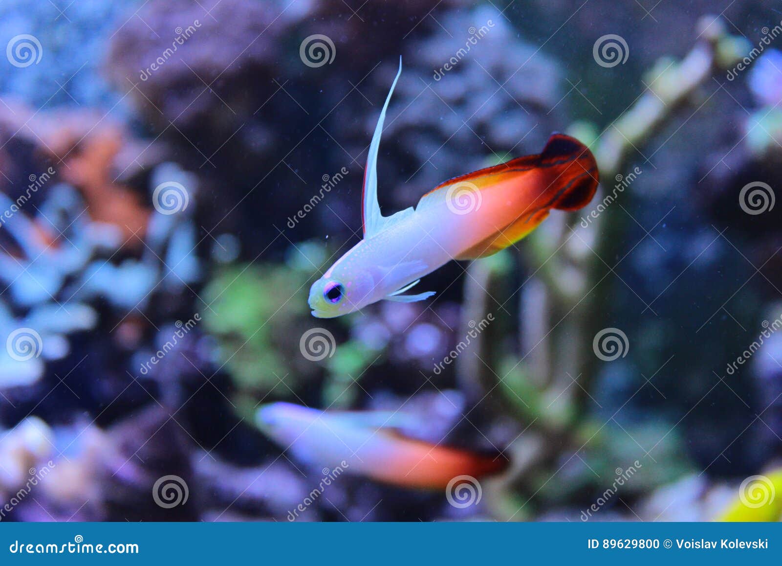 Fire Fish Goby in Marine Aquarium Tank Stock Photo - Image of magnifica ...