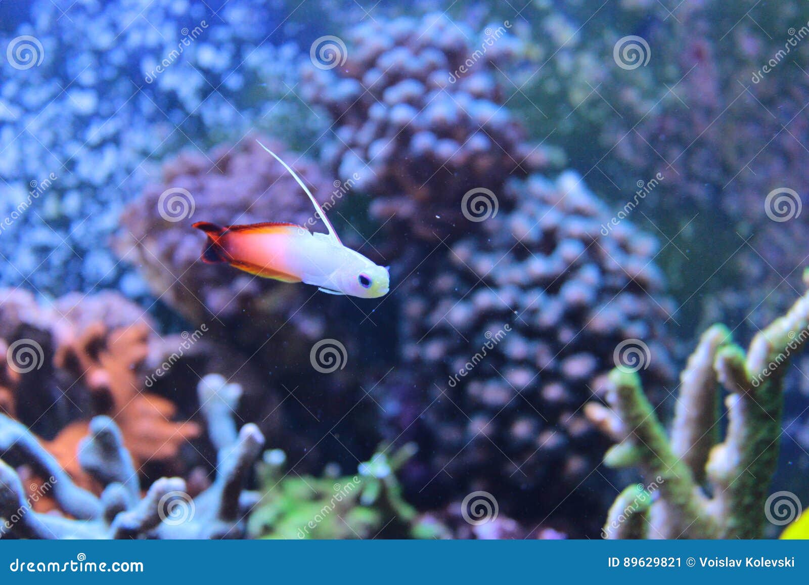 Fire Fish Royalty-Free Stock Photography | CartoonDealer.com #90114821