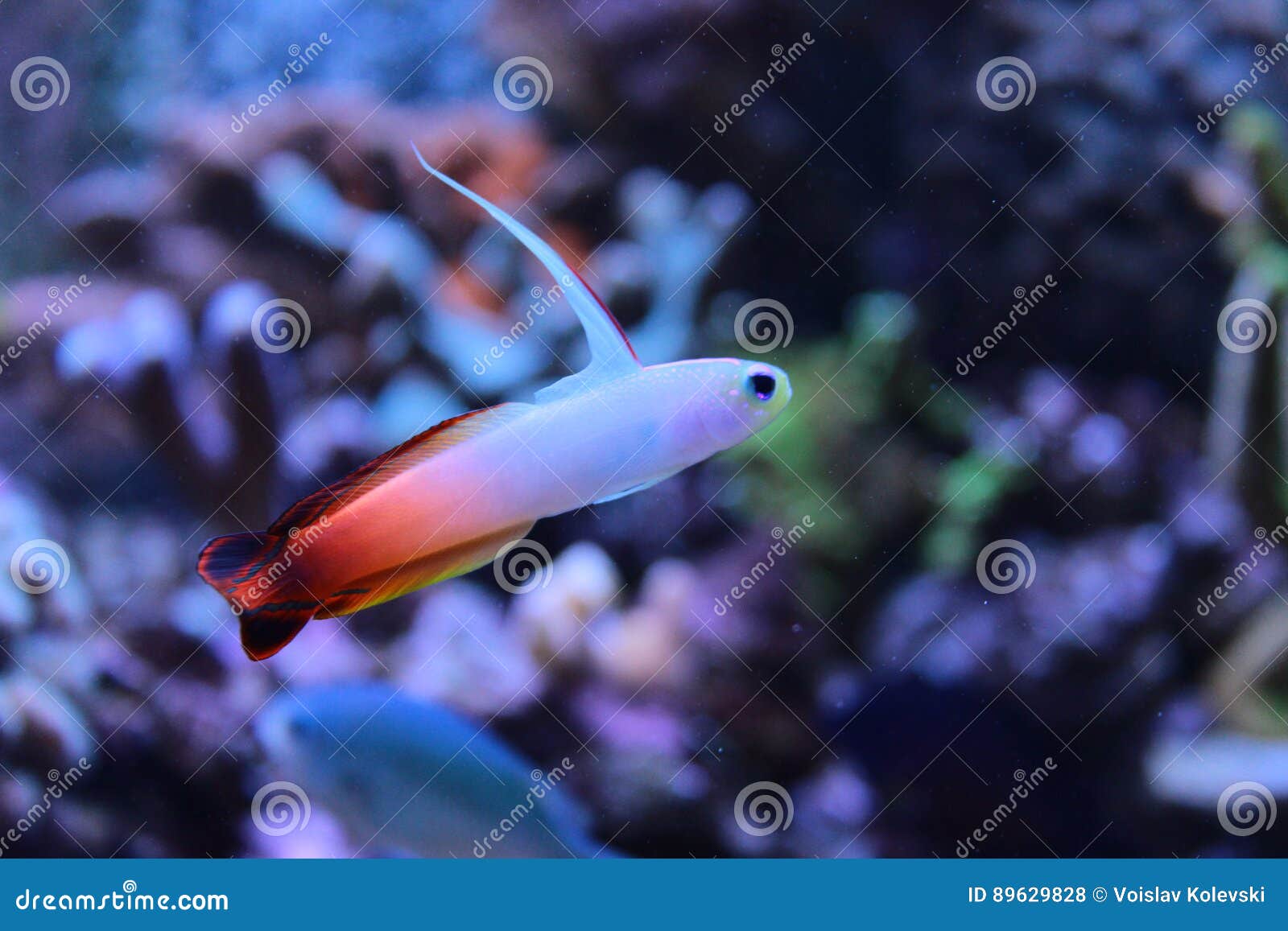 Fire Fish Goby in Marine Aquarium Tank Stock Photo - Image of firefish ...