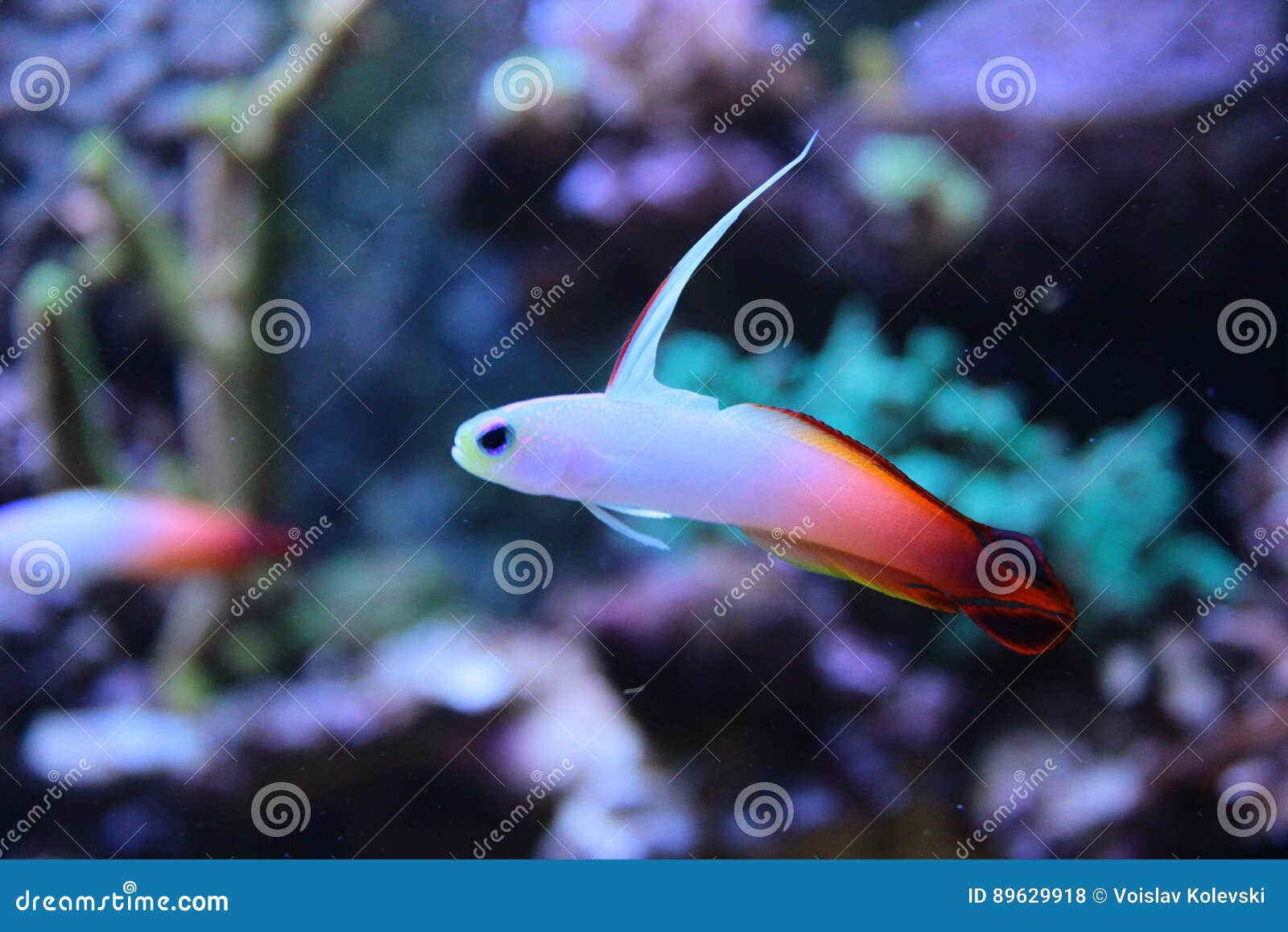 Fire Fish Royalty-Free Stock Photography | CartoonDealer.com #90114821