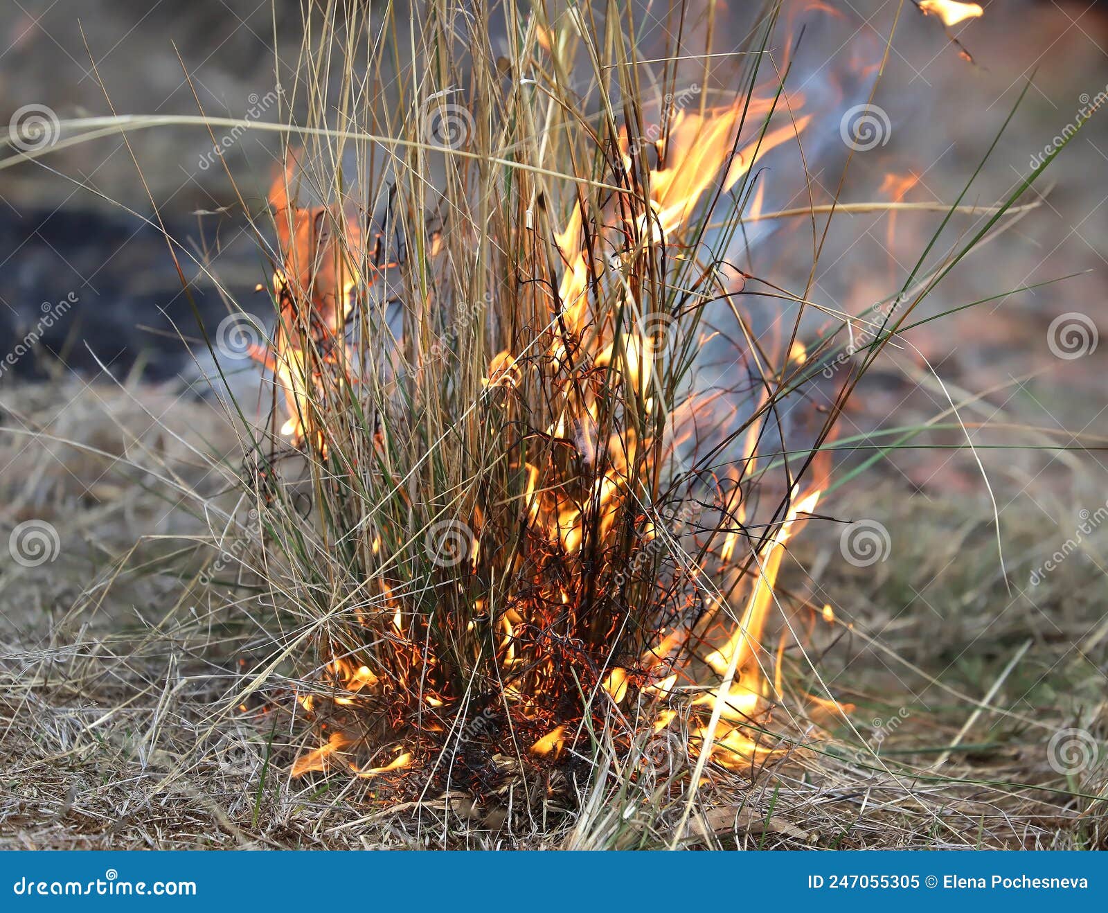 Fire Flame on Dry Grass, Start of the Fire, Symbol of Danger Stock ...