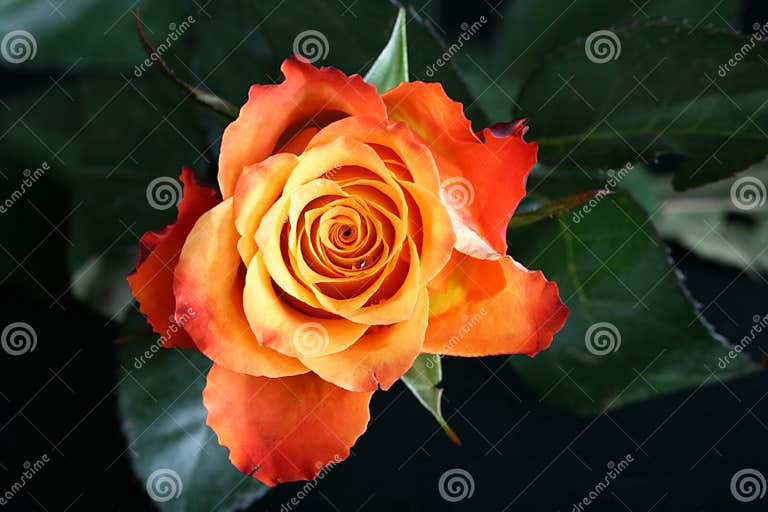 Fire flower stock image. Image of couple, petals, floral - 4100513