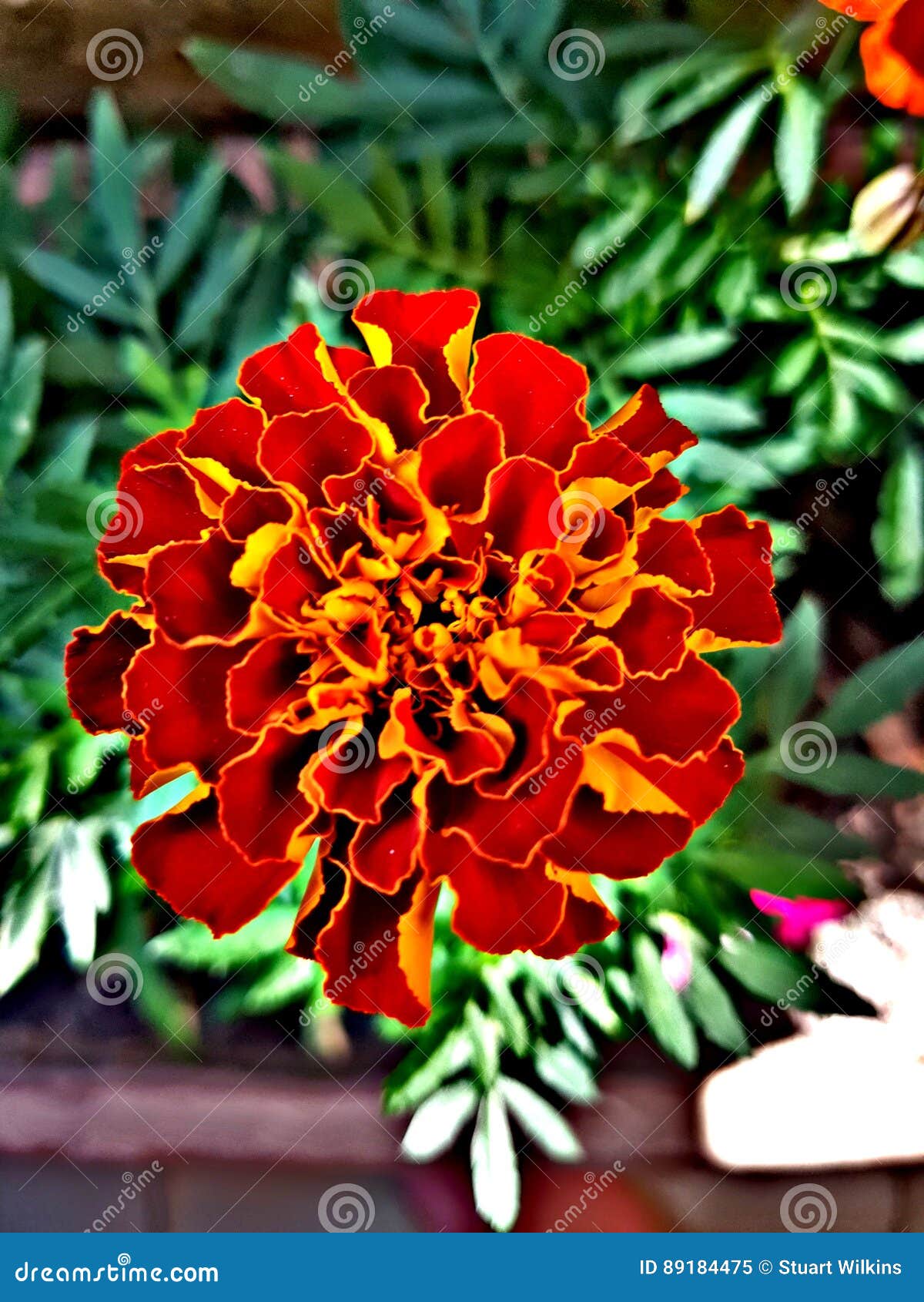 Fire in a Flower stock image. Image of fiery, absolutely - 89184475