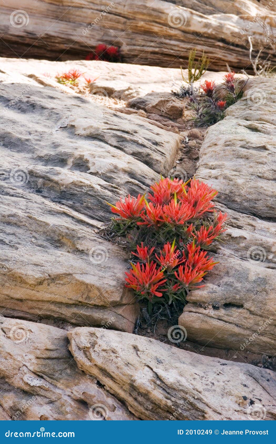 Fire Flower in Crevace stock image. Image of scenic, season - 2010249