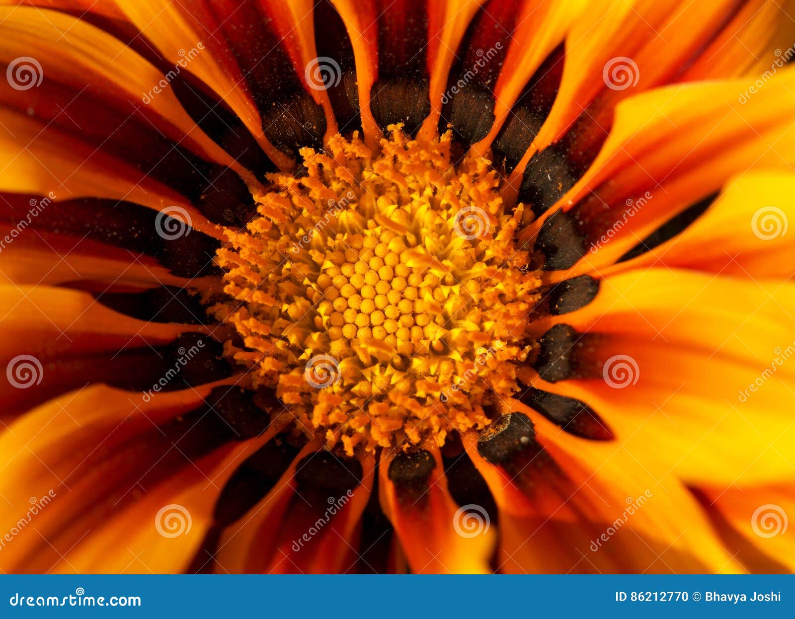Fire flower stock photo. Image of photographer, orange - 86212770