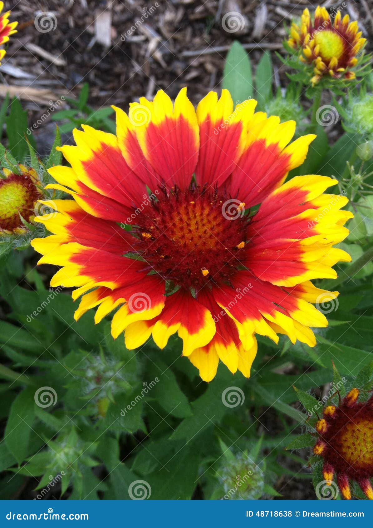 Fire Flower stock photo. Image of gorgeous, seeds, sharp - 48718638