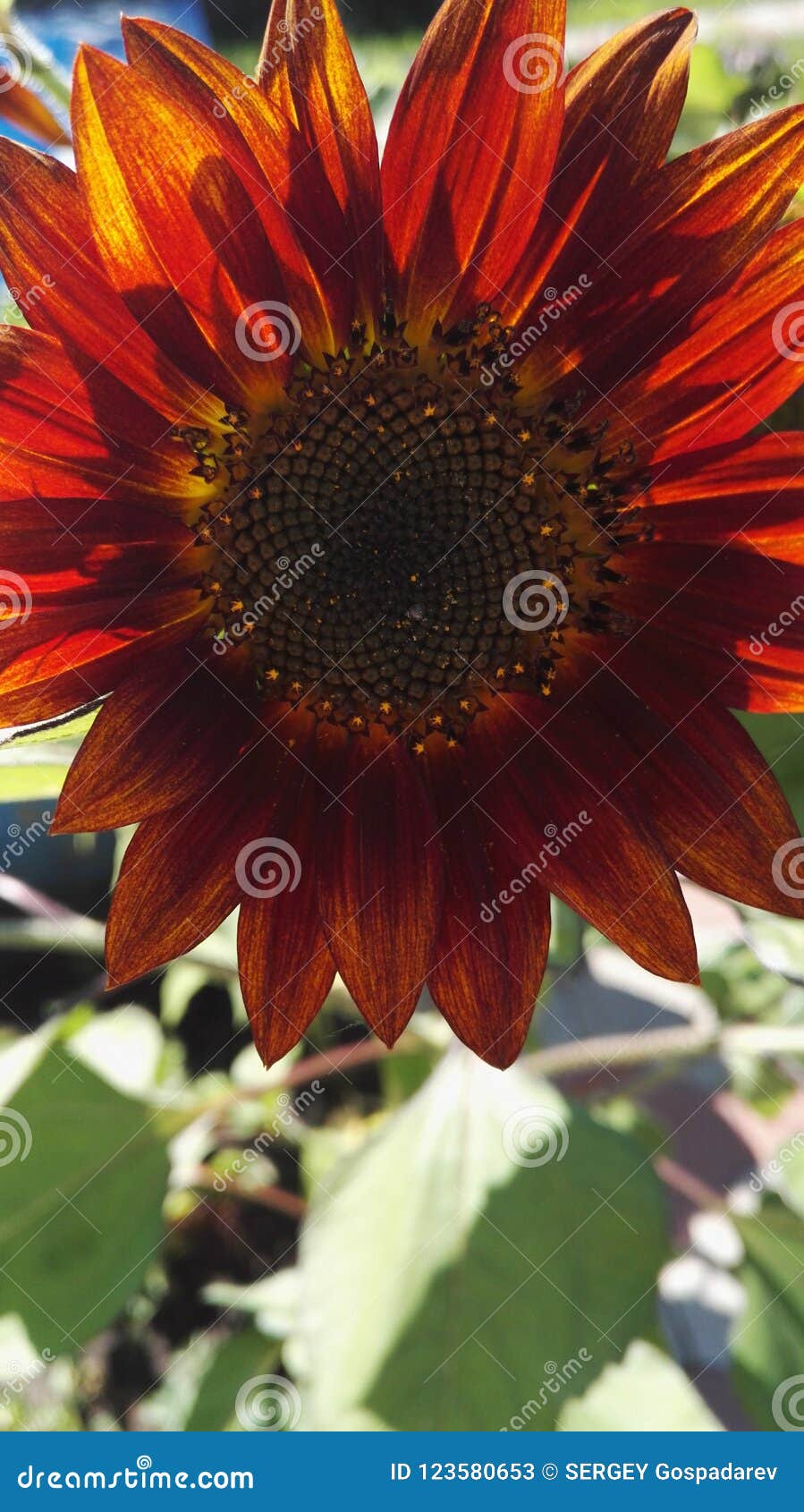 Fire flower stock image. Image of fire, garden, flower - 123580653