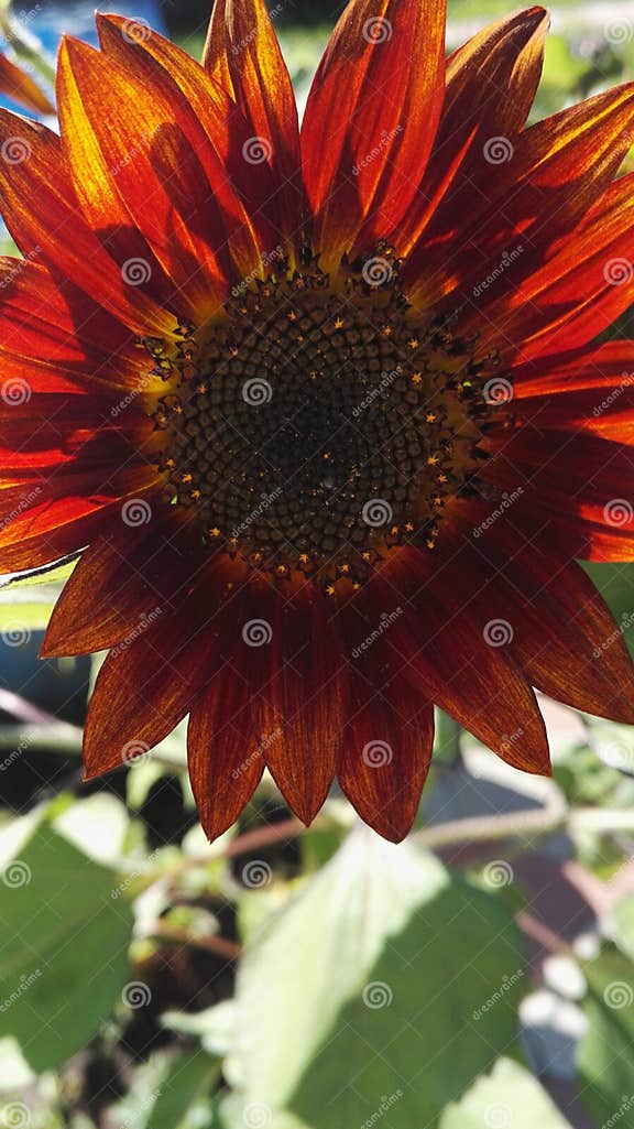 Fire flower stock image. Image of fire, garden, flower - 123580653