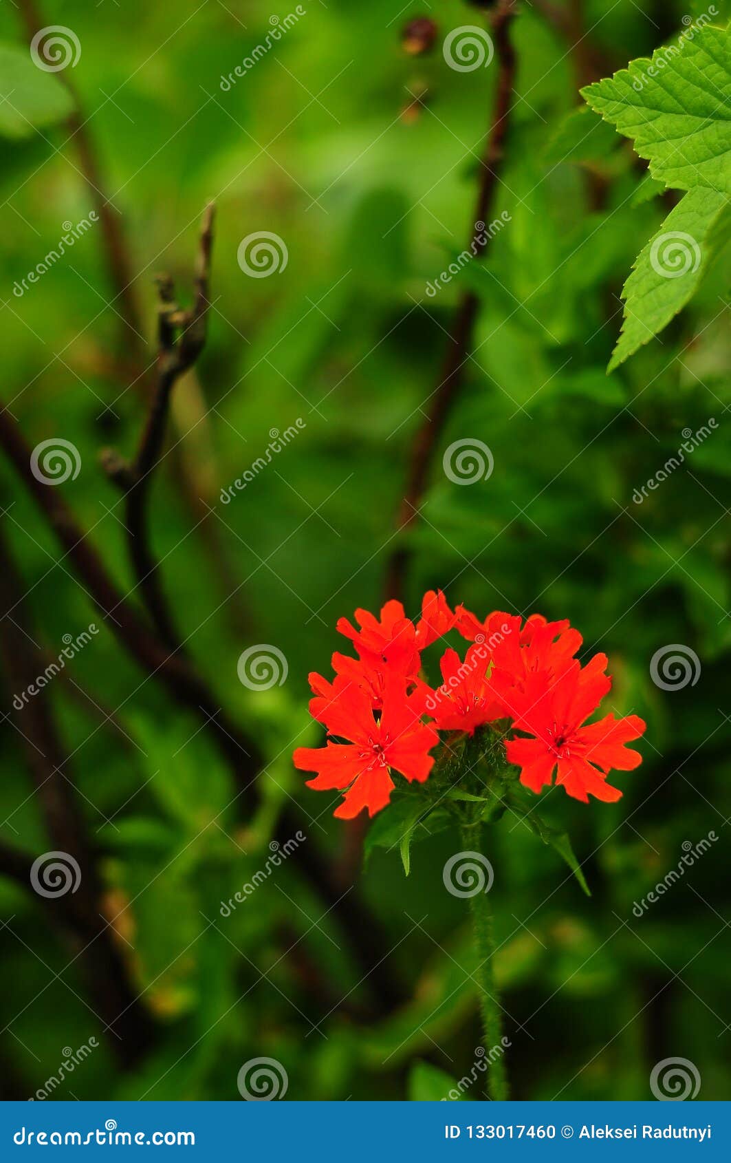 Fire Flower in a Mysterious Forest Stock Photo - Image of flower ...