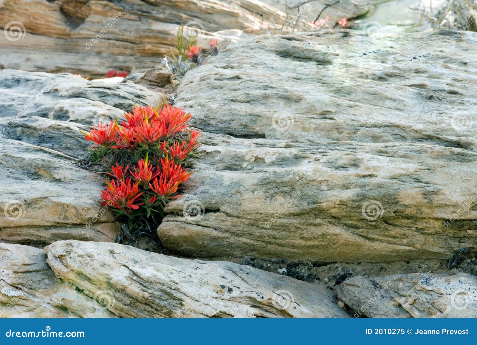 Wildflower Growing Out Of Rock