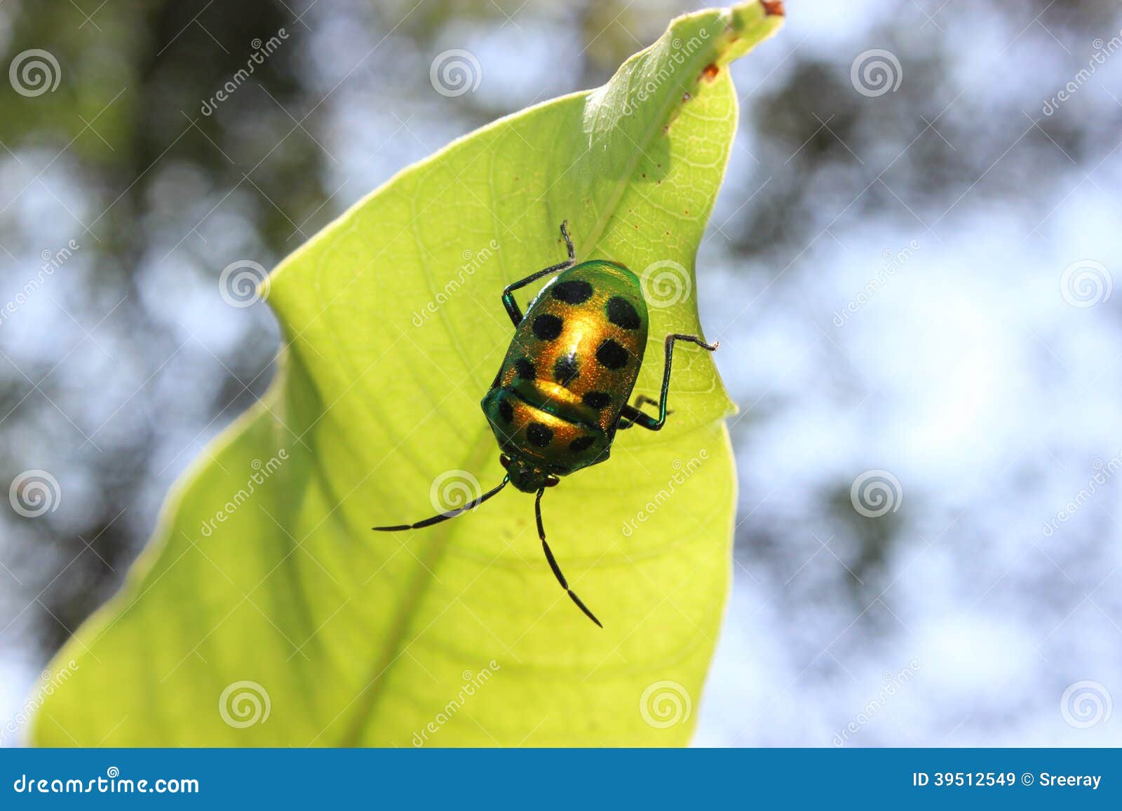 Fire Fly stock image. Image of feelers, natural, close - 39512549