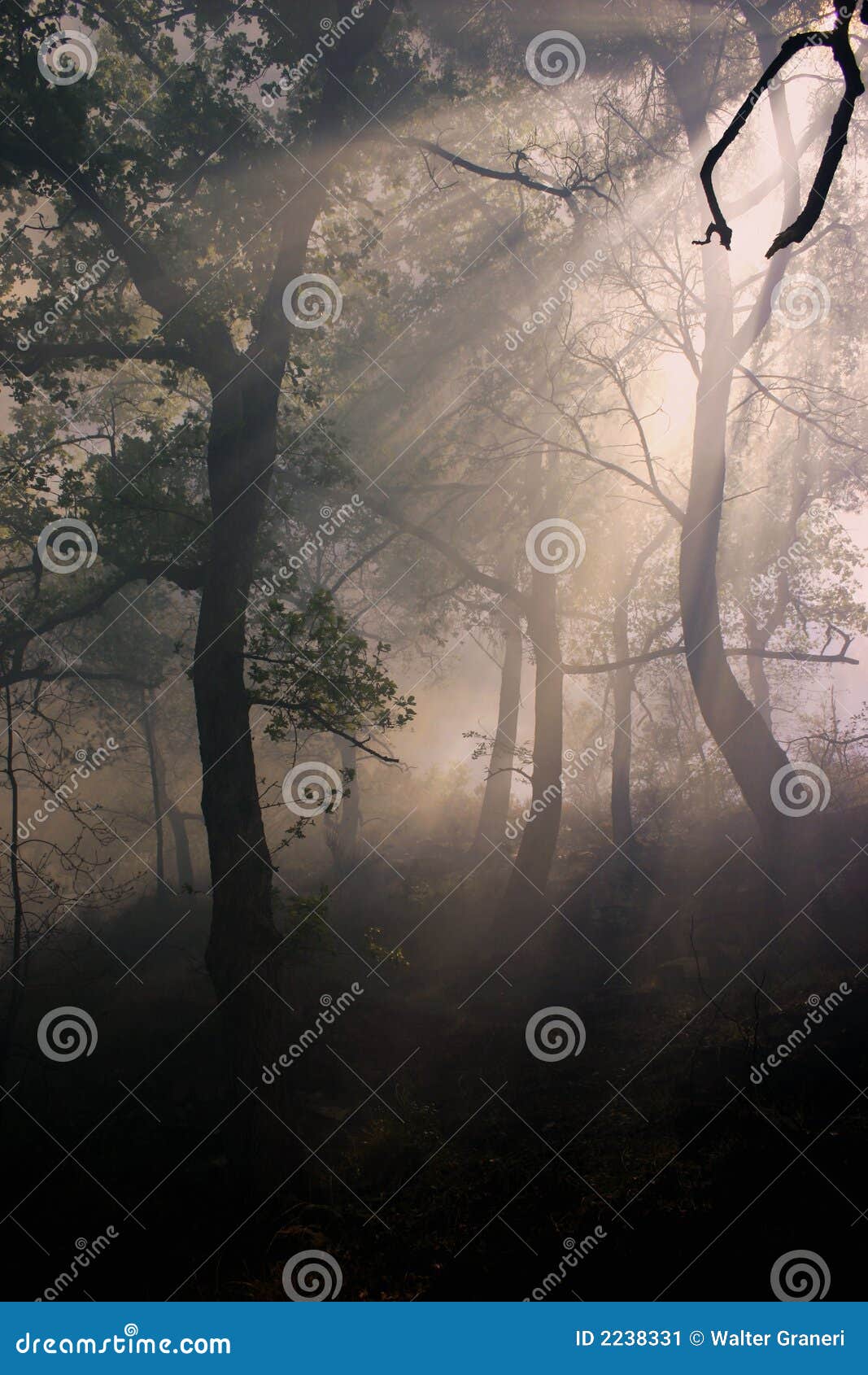 Fire and fog stock image. Image of smoke, burning, tree - 2238331