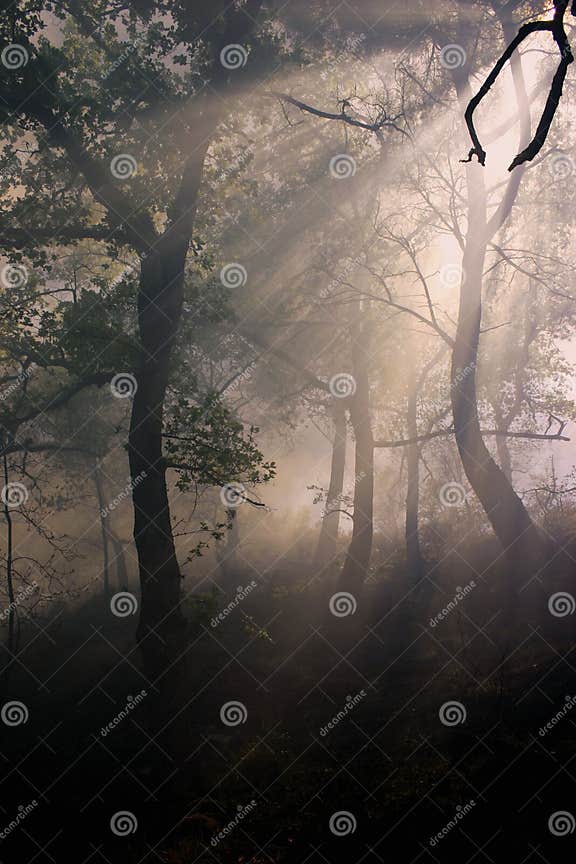 Fire and fog stock image. Image of smoke, burning, tree - 2238331