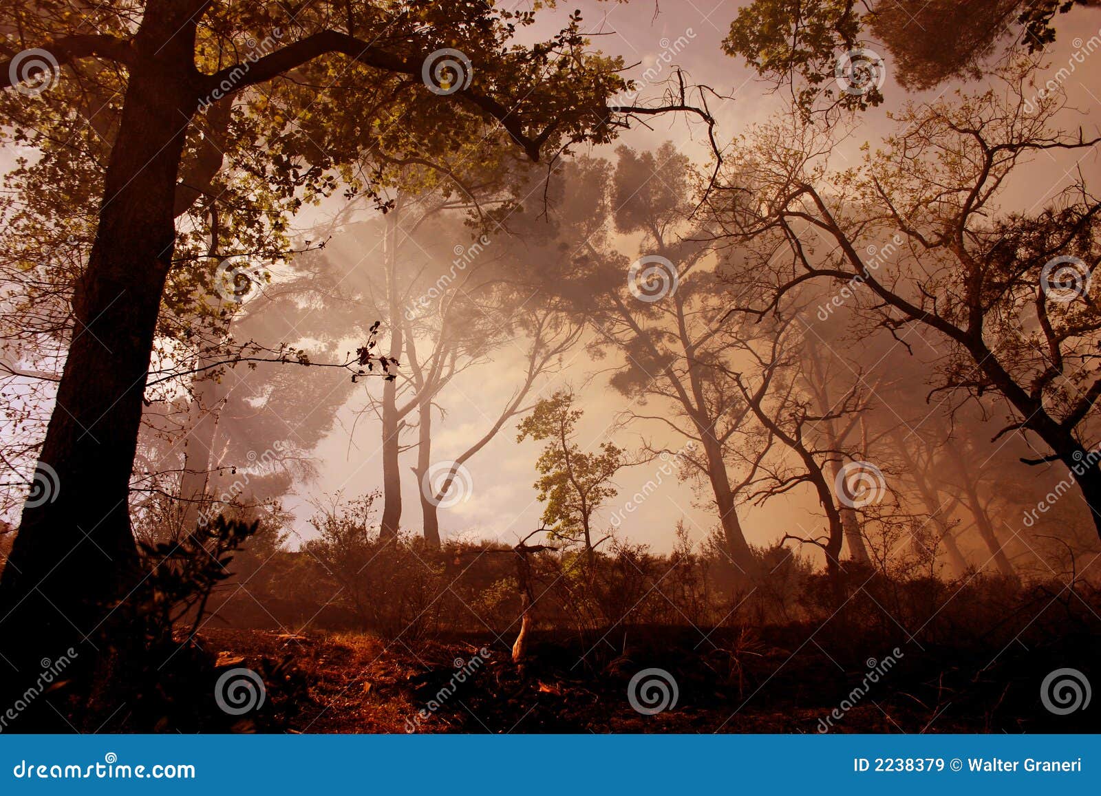 Fire and fog stock image. Image of burning, accident, flame - 2238379