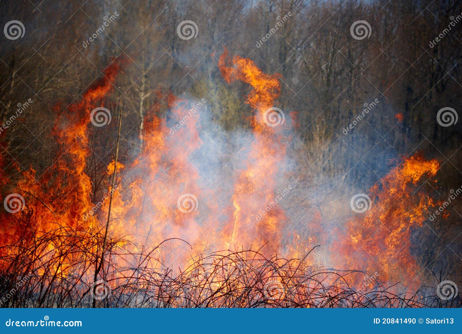 Fire of the forest stock photo. Image of grass, help - 20841490