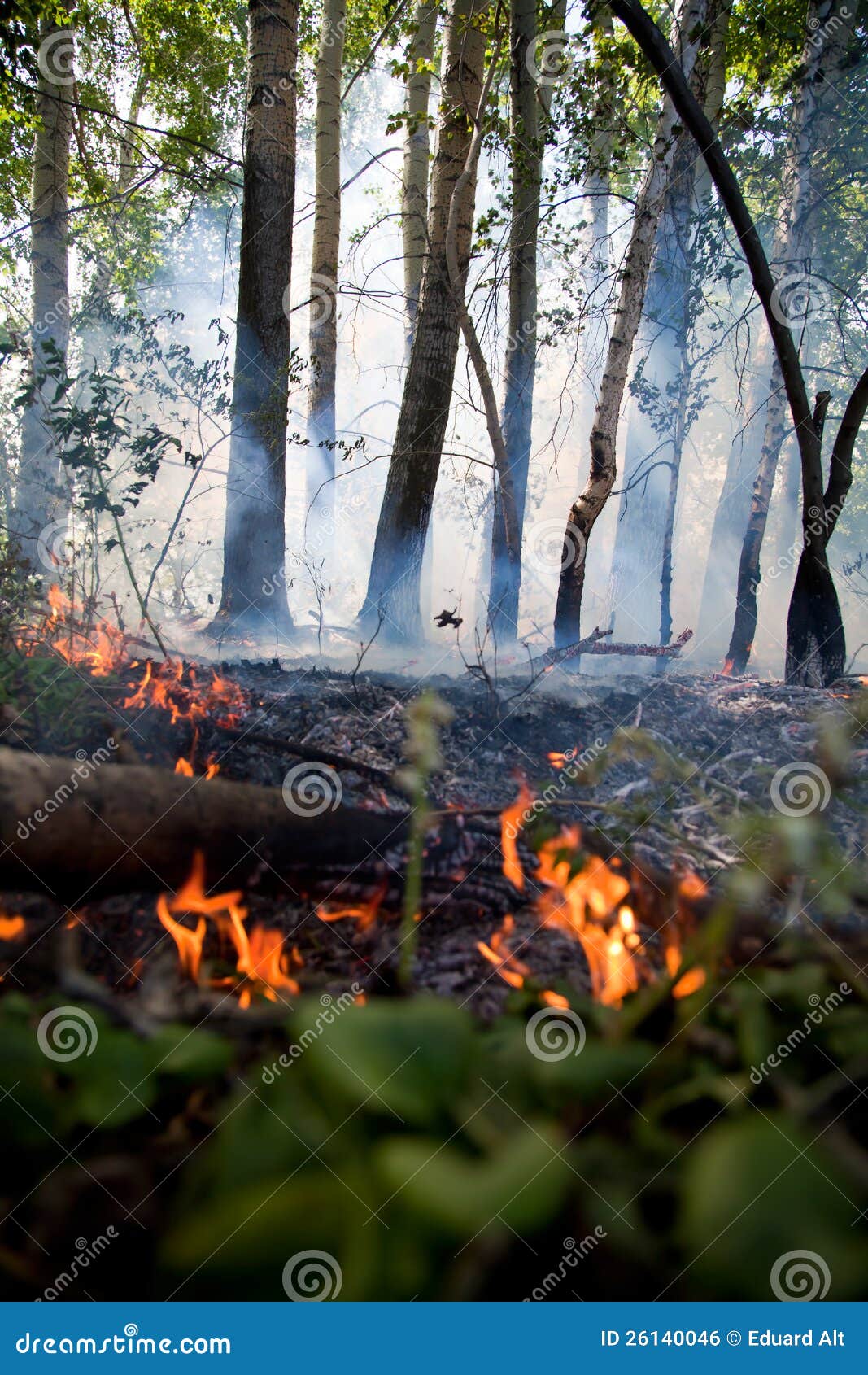 Fire in the forest stock photo. Image of destruction - 26140046