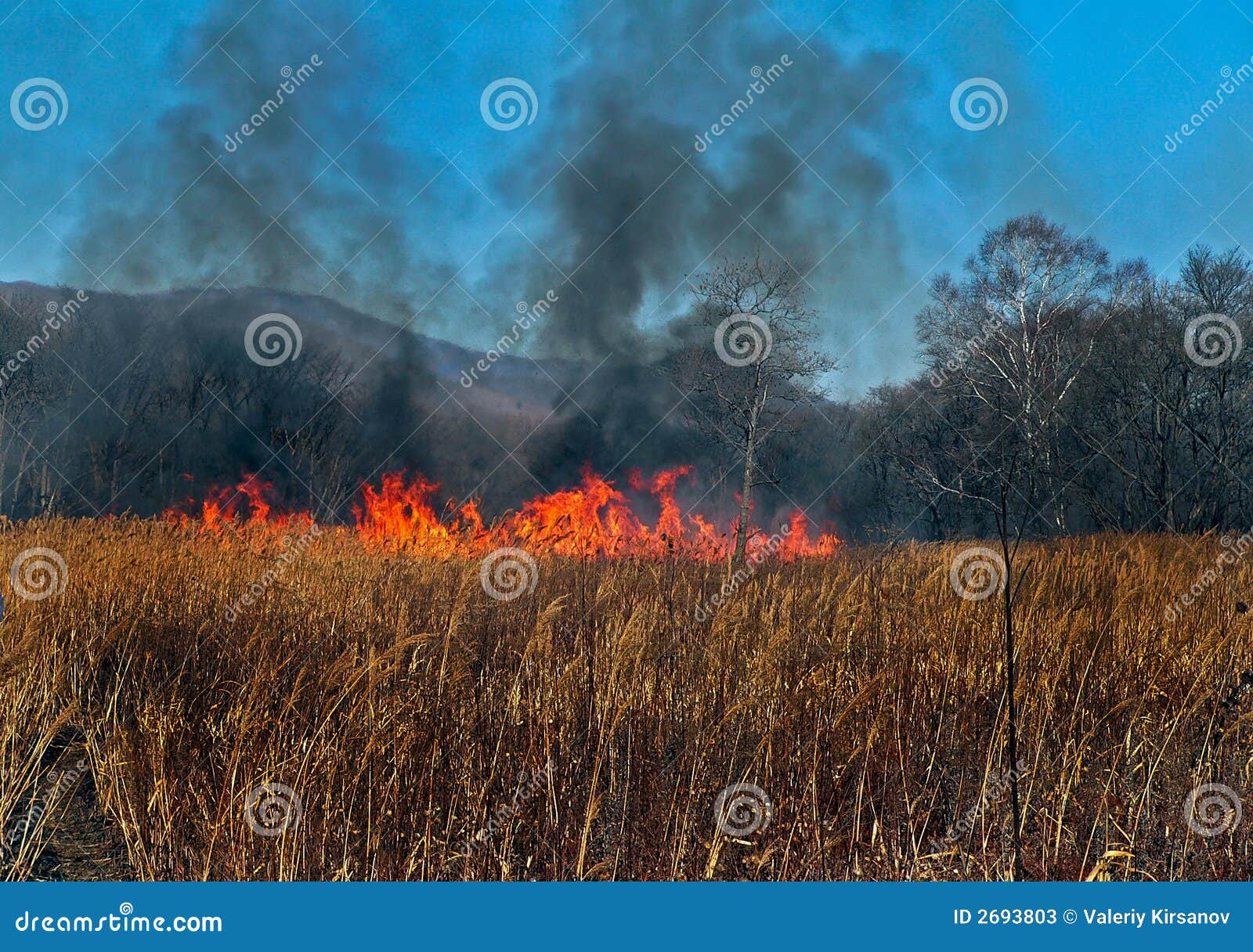 1,882 Fire Reed Photos - Free & Royalty-Free Stock Photos from Dreamstime