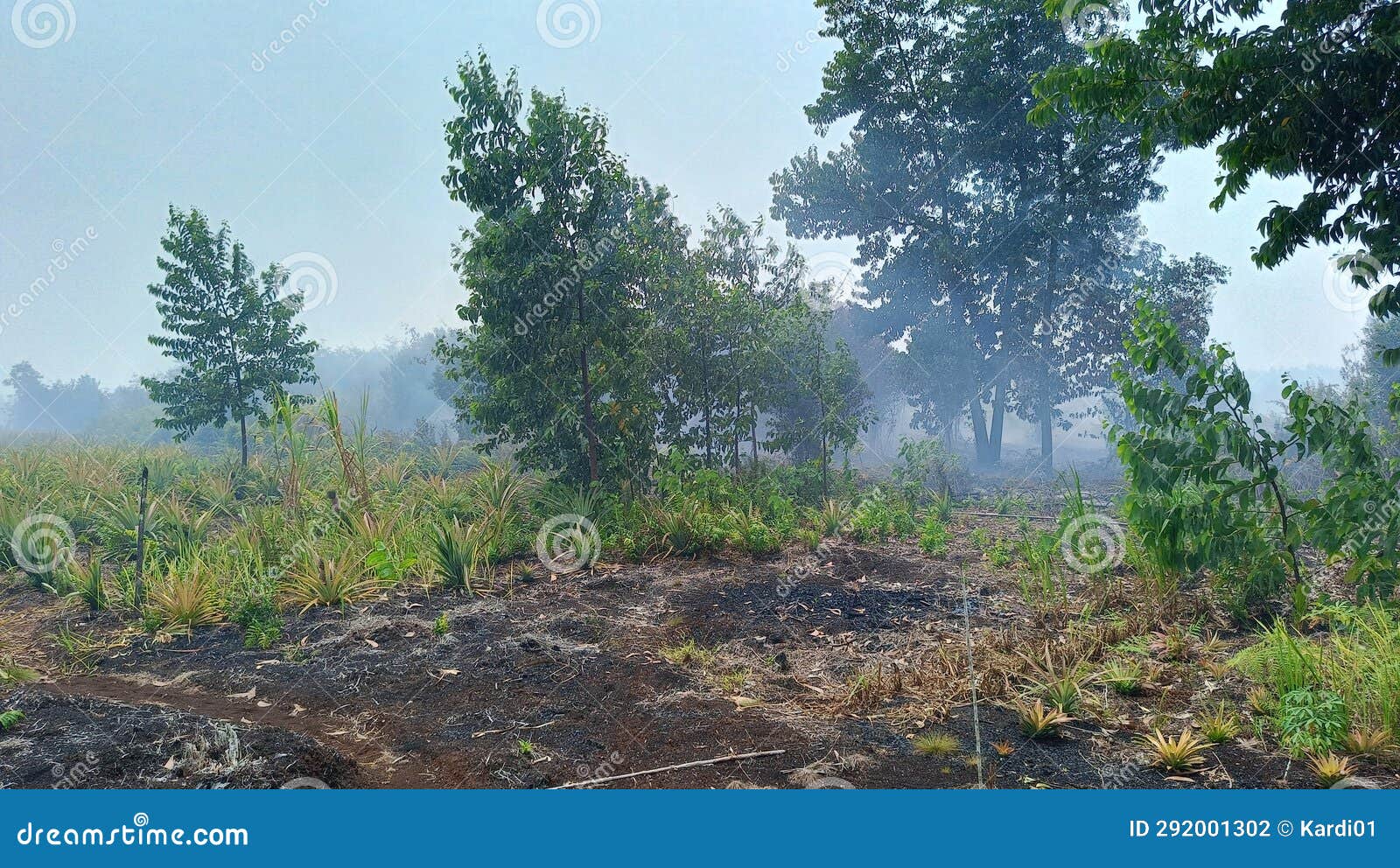 Fire at forest stock photo. Image of outdoor, trees - 292001302