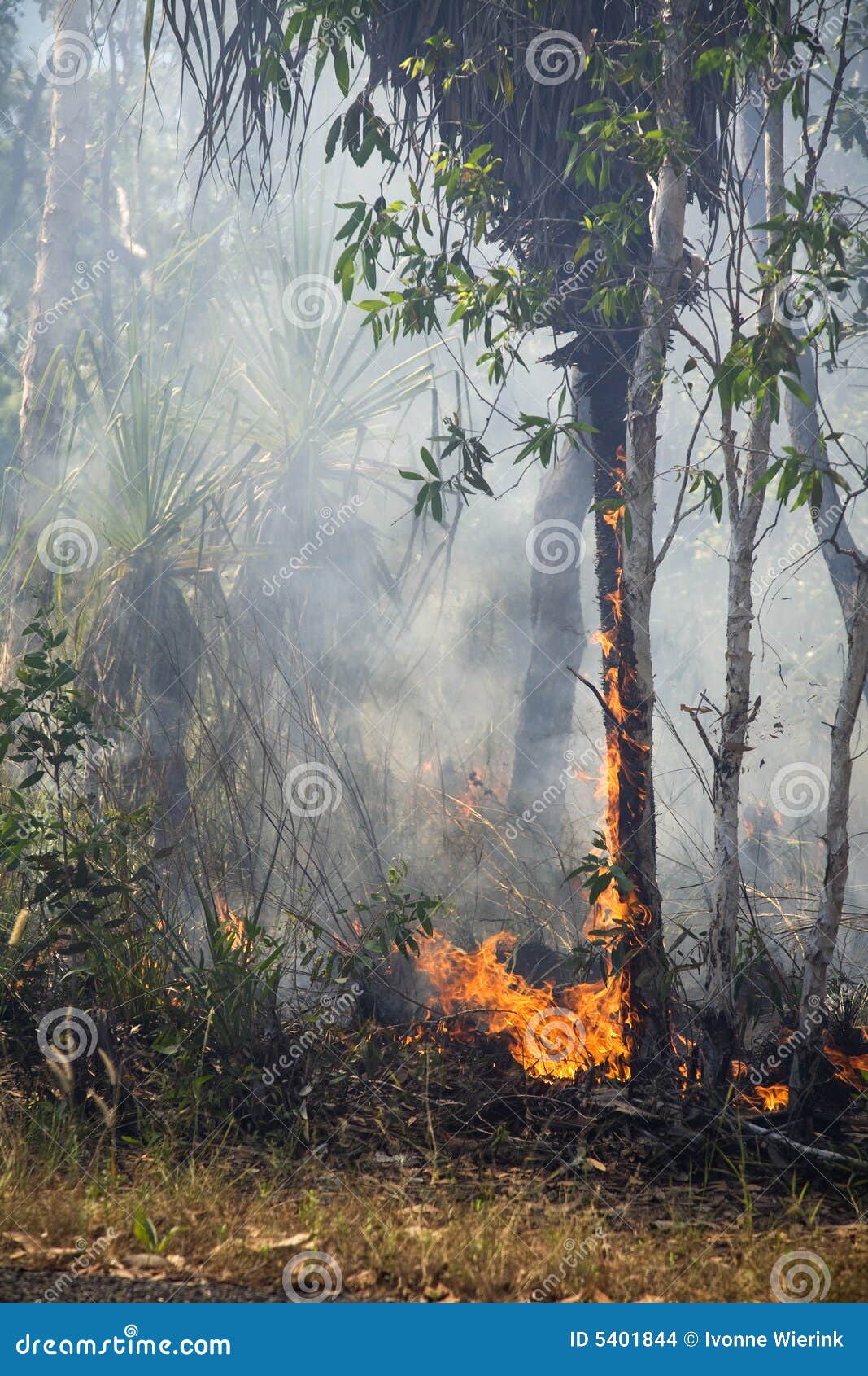 Fire in the forest stock photo. Image of blaze, catastrophe - 5401844