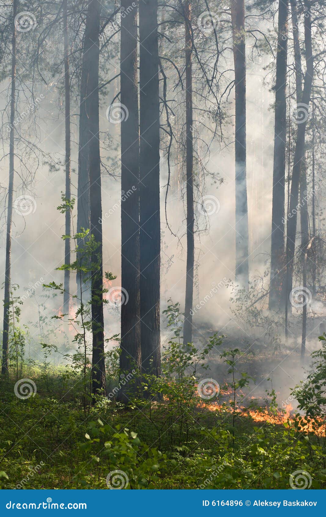 Fire in the forest stock photo. Image of foliage, environment - 6164896