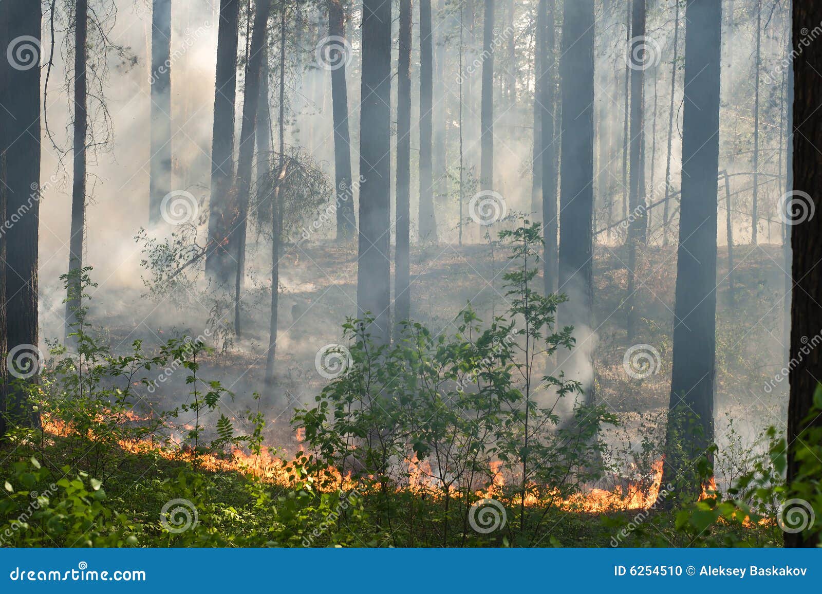 Fire in the forest stock photo. Image of environmental - 6254510