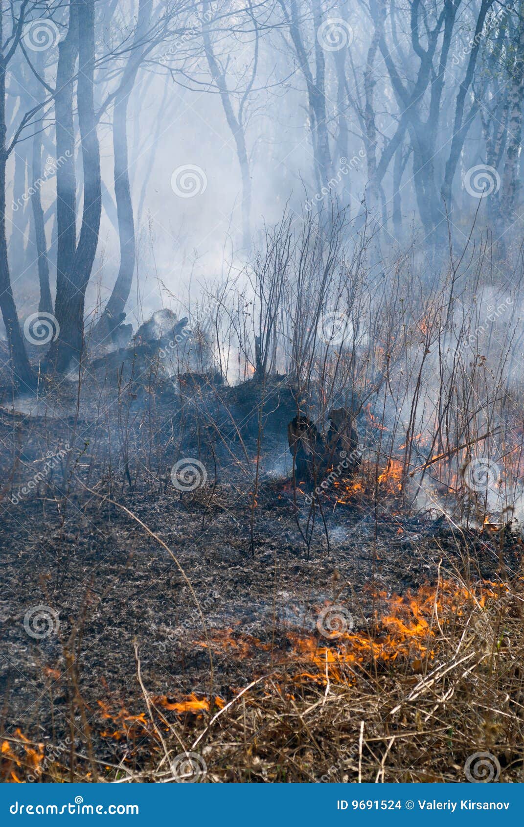 Fire in Forest 9 stock photo. Image of forest, environment - 9691524