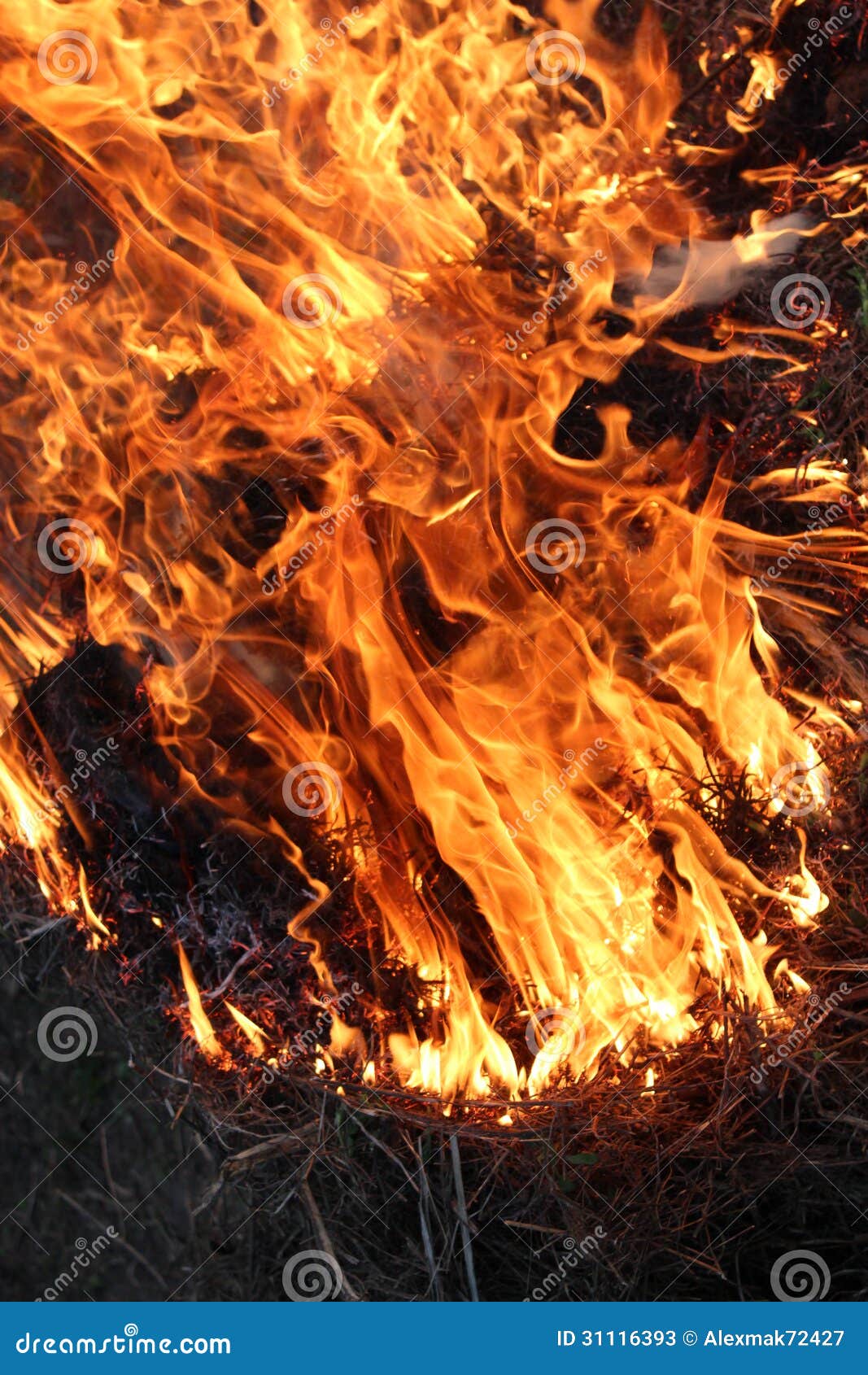 Fire in the forest stock image. Image of security, color - 31116393