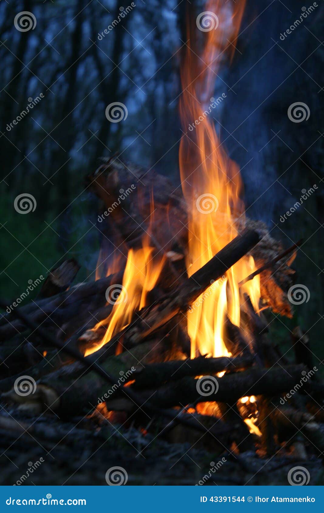 Fire in the forest stock photo. Image of trees, logs - 43391544