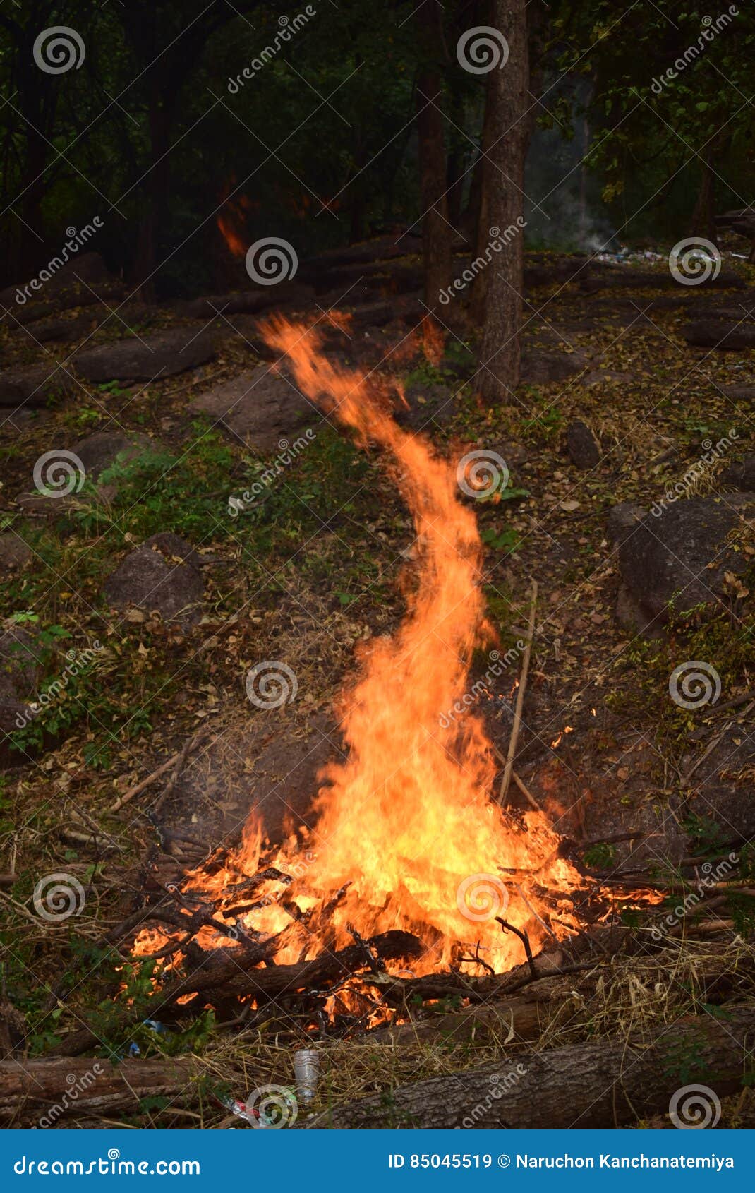 Fire in the forest. stock image. Image of outdoor, dangerous - 85045519