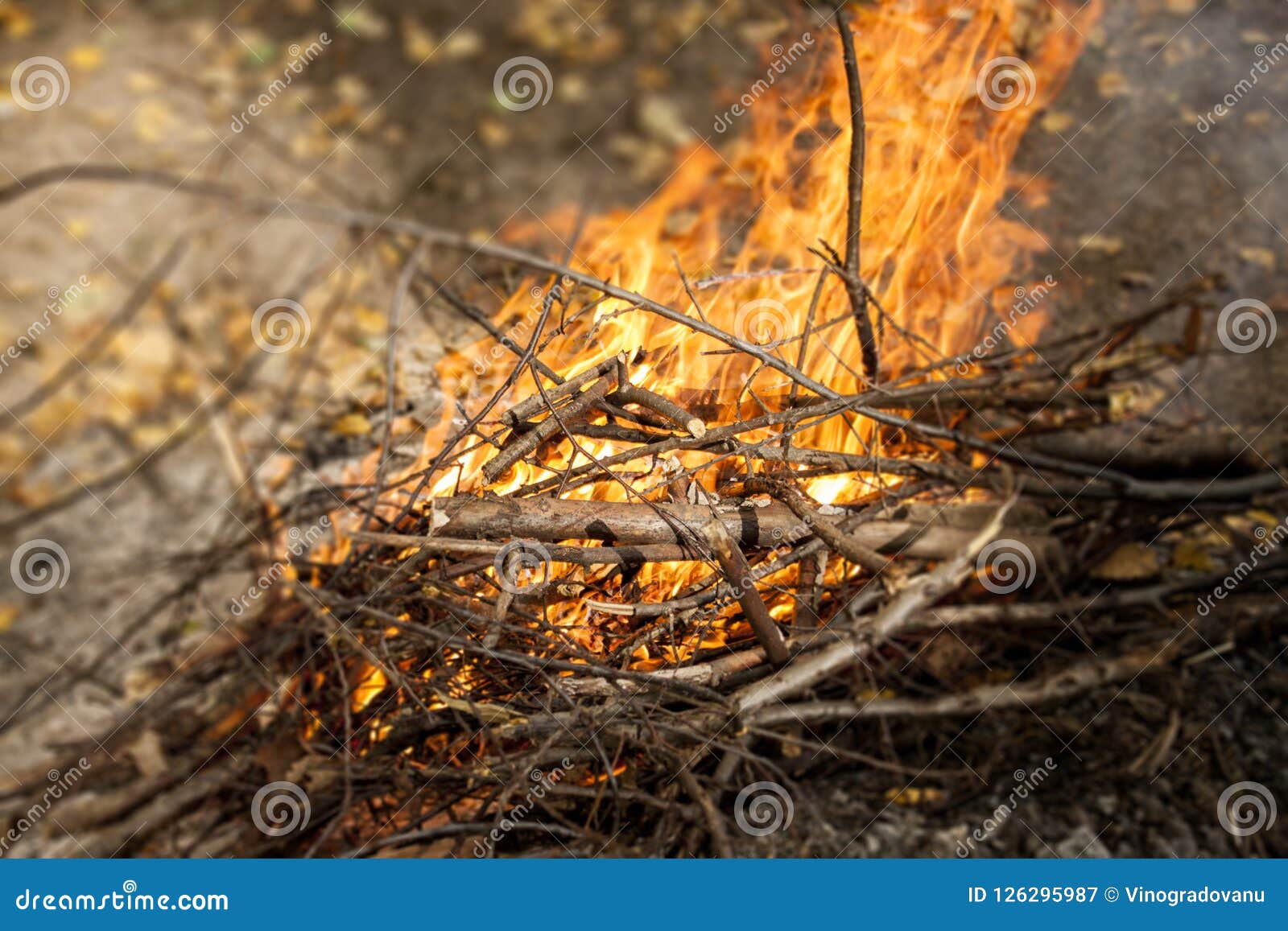 Inflaming the Fire. Fire. the Fire in the Forest. Burning Branches ...