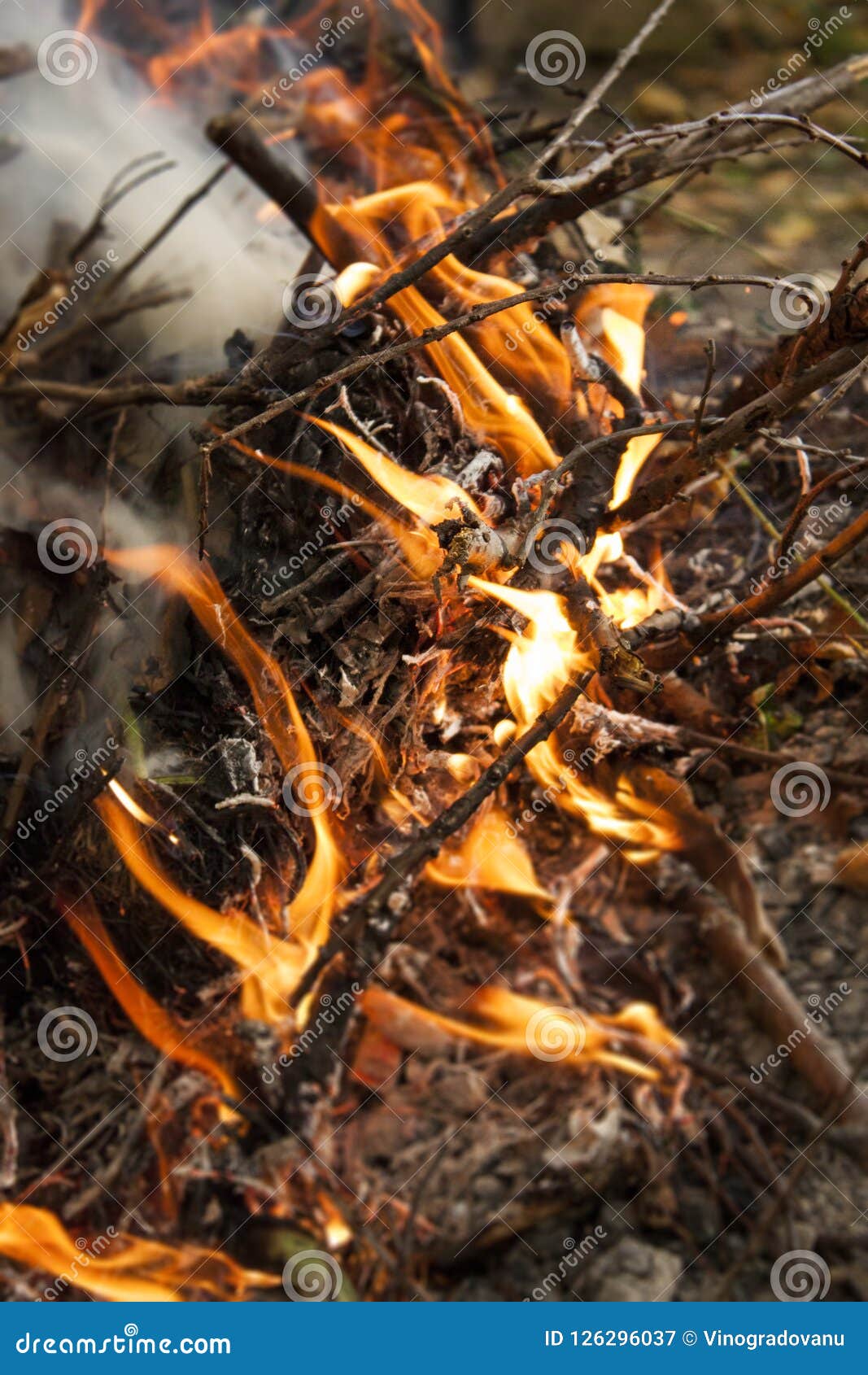 Inflaming the Fire. Fire. the Fire in the Forest. Burning Branches ...