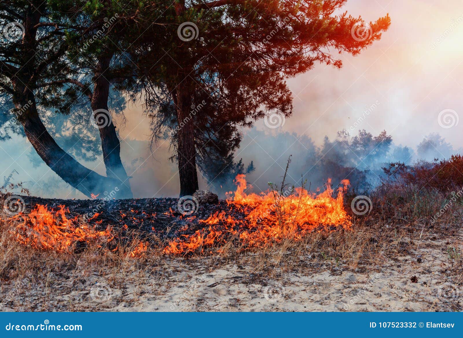 Fire in the Forest, Forest Fire. Burning Foliage on Trees and Shrubs ...