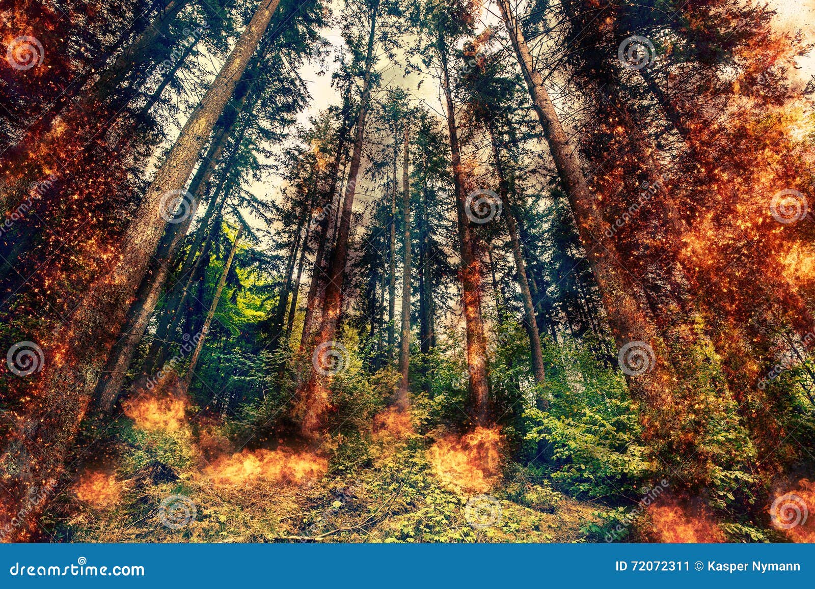 Fire in a Forest at Daytime Stock Image - Image of heat, climate: 72072311