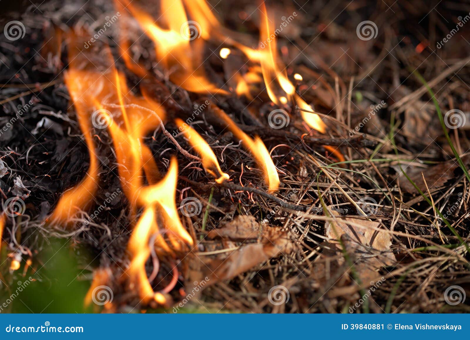 Fire in the forest stock image. Image of dangerous, horizontal - 39840881