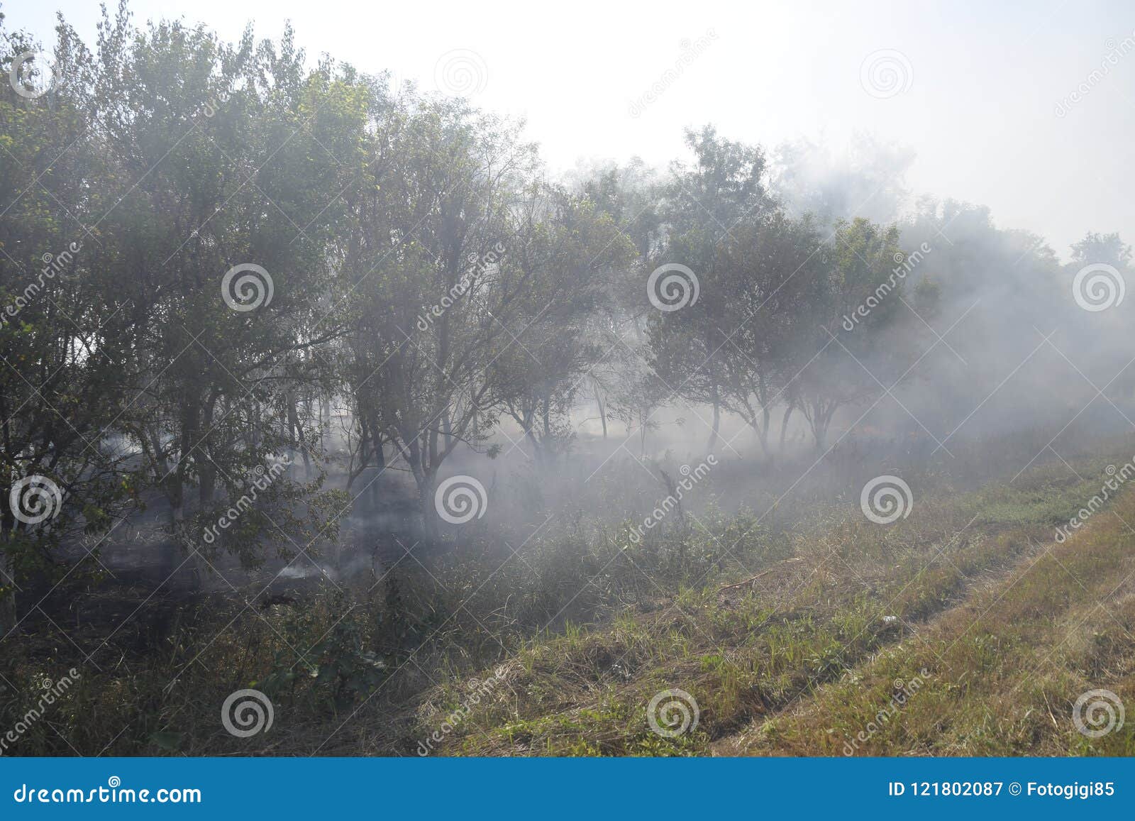 Fire in the Forest. Fire and Smoke in the Forest Litter. the Grass is ...
