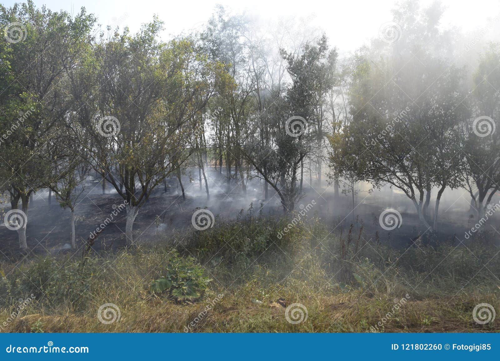 Fire in the Forest. Fire and Smoke in the Forest Litter. the Grass is ...