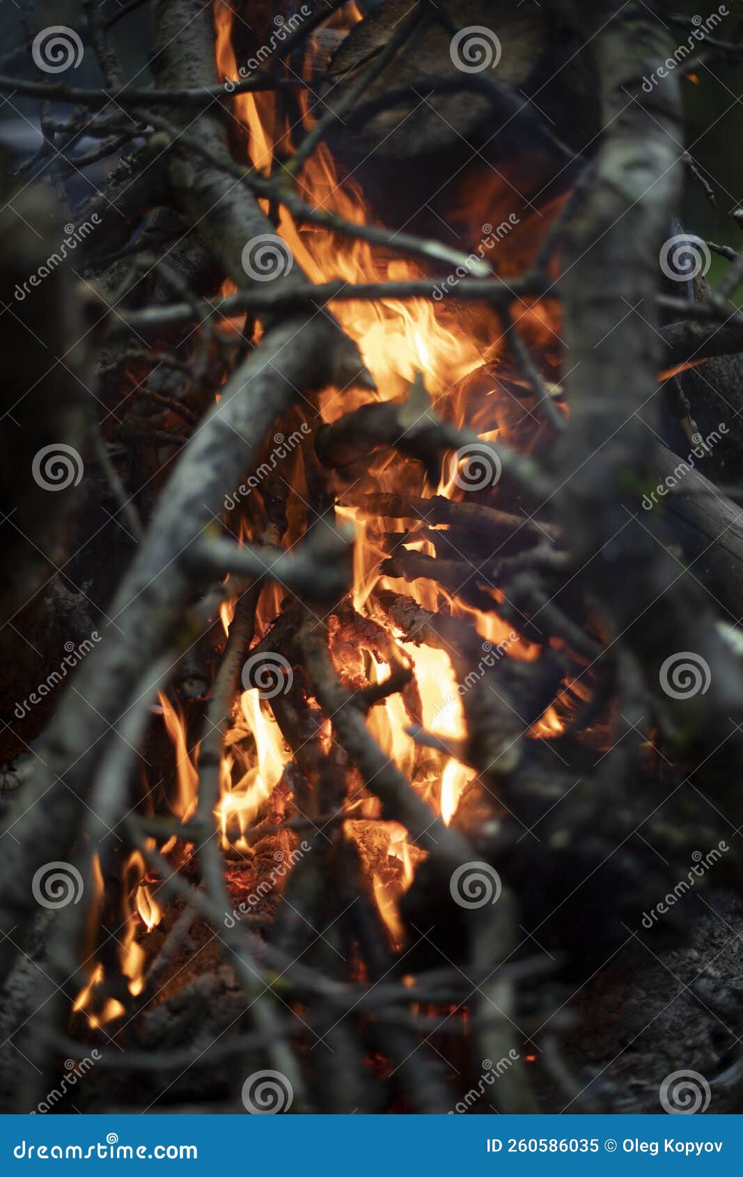 Fire in Forest. Flame is Yellow Stock Image - Image of burn, blaze ...