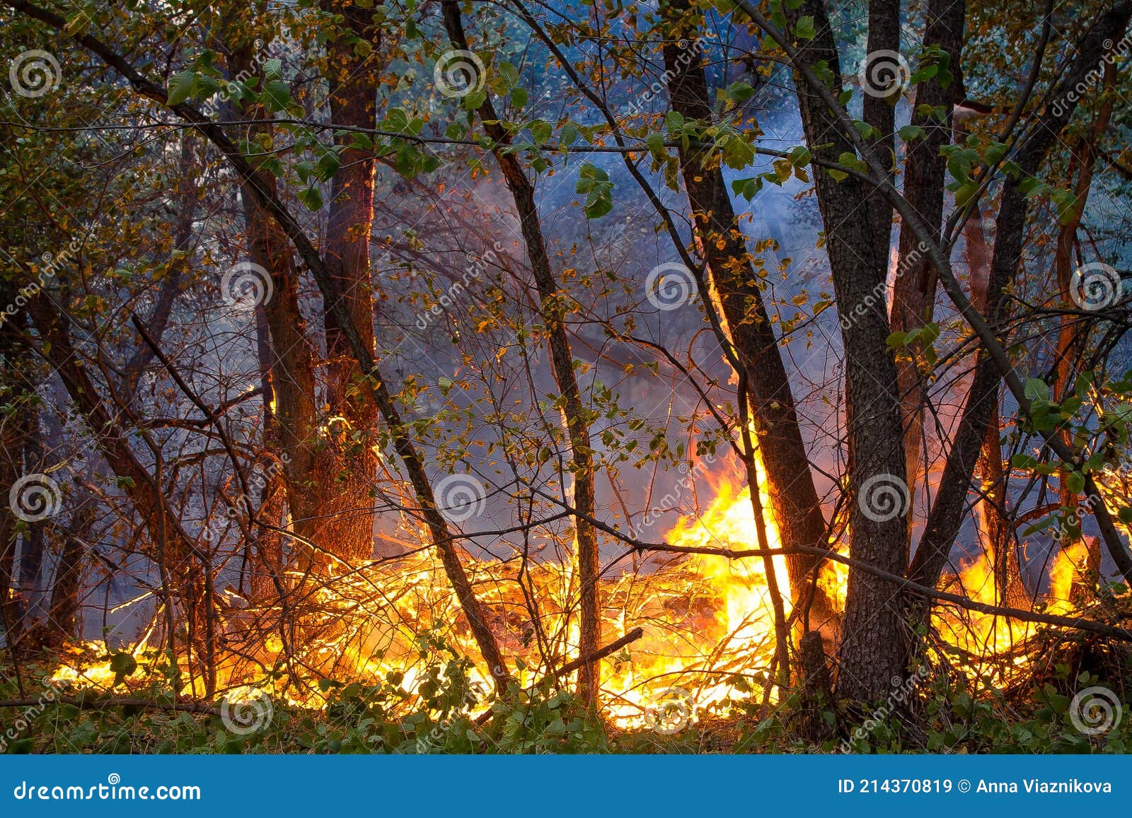 Fire in the forest stock image. Image of water, living - 214370819