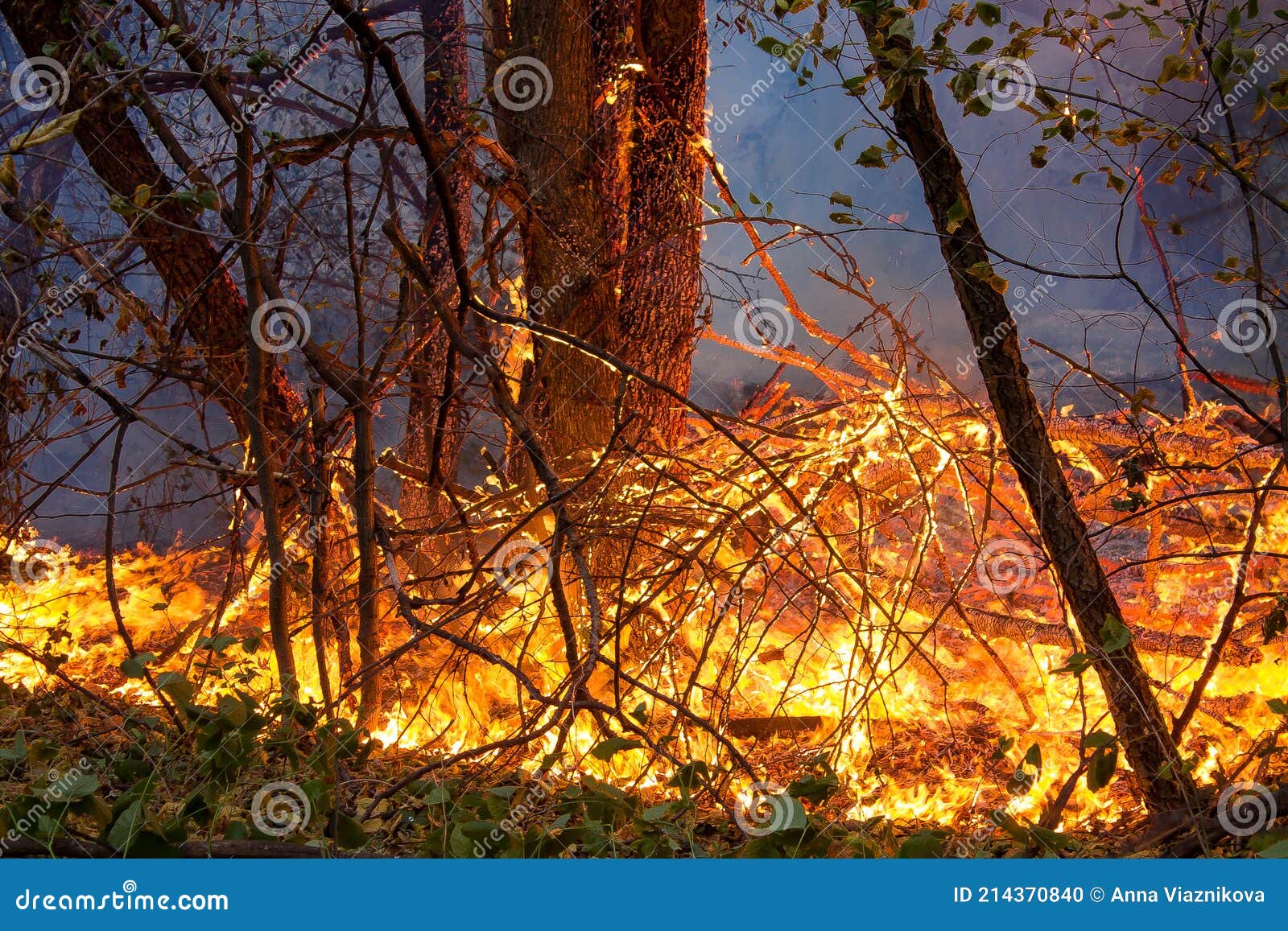 Fire in the forest stock photo. Image of branch, trees - 214370840