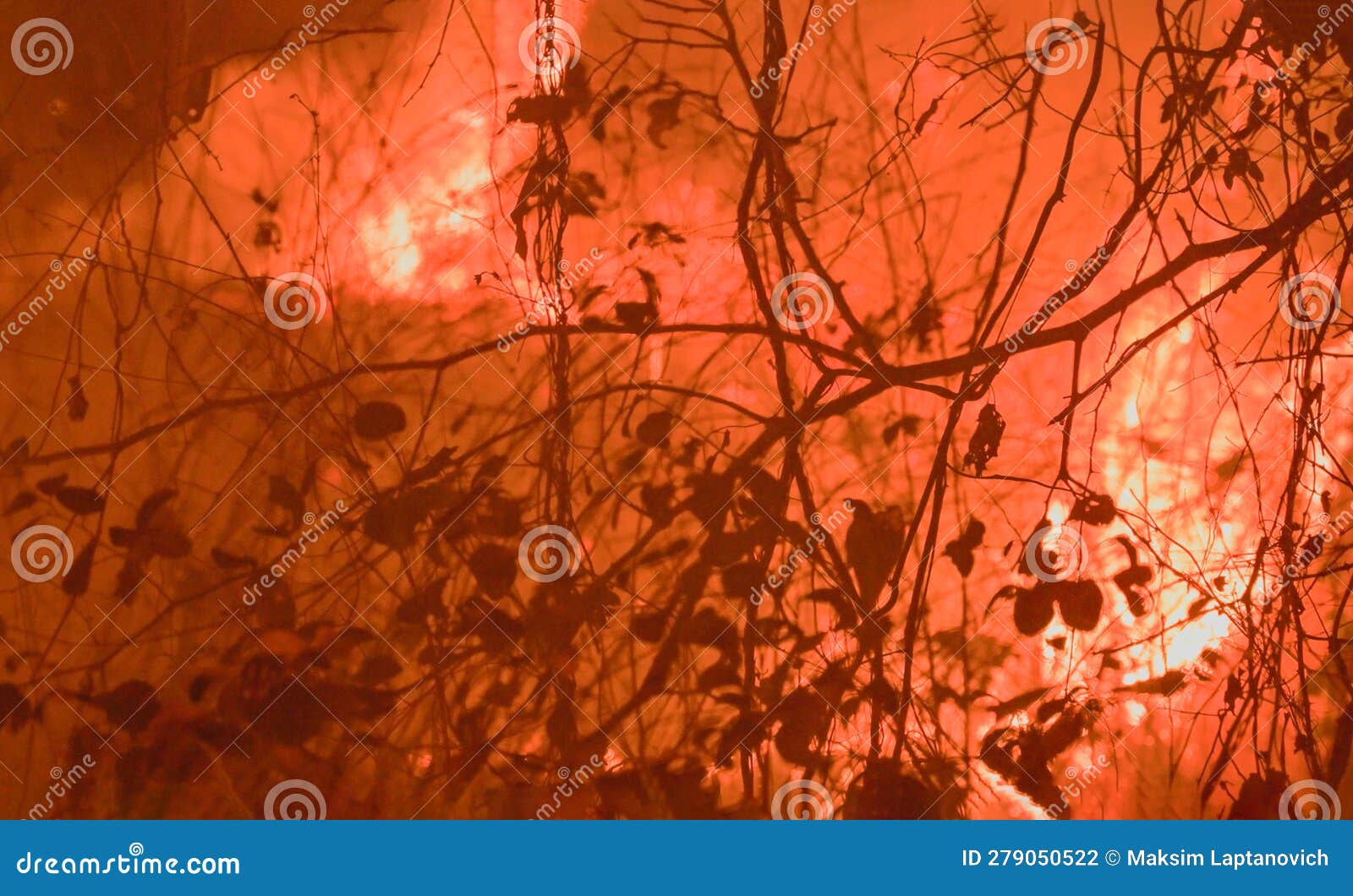 Fire in the Forest. Large Flames of Forest Fire Stock Photo - Image of ...