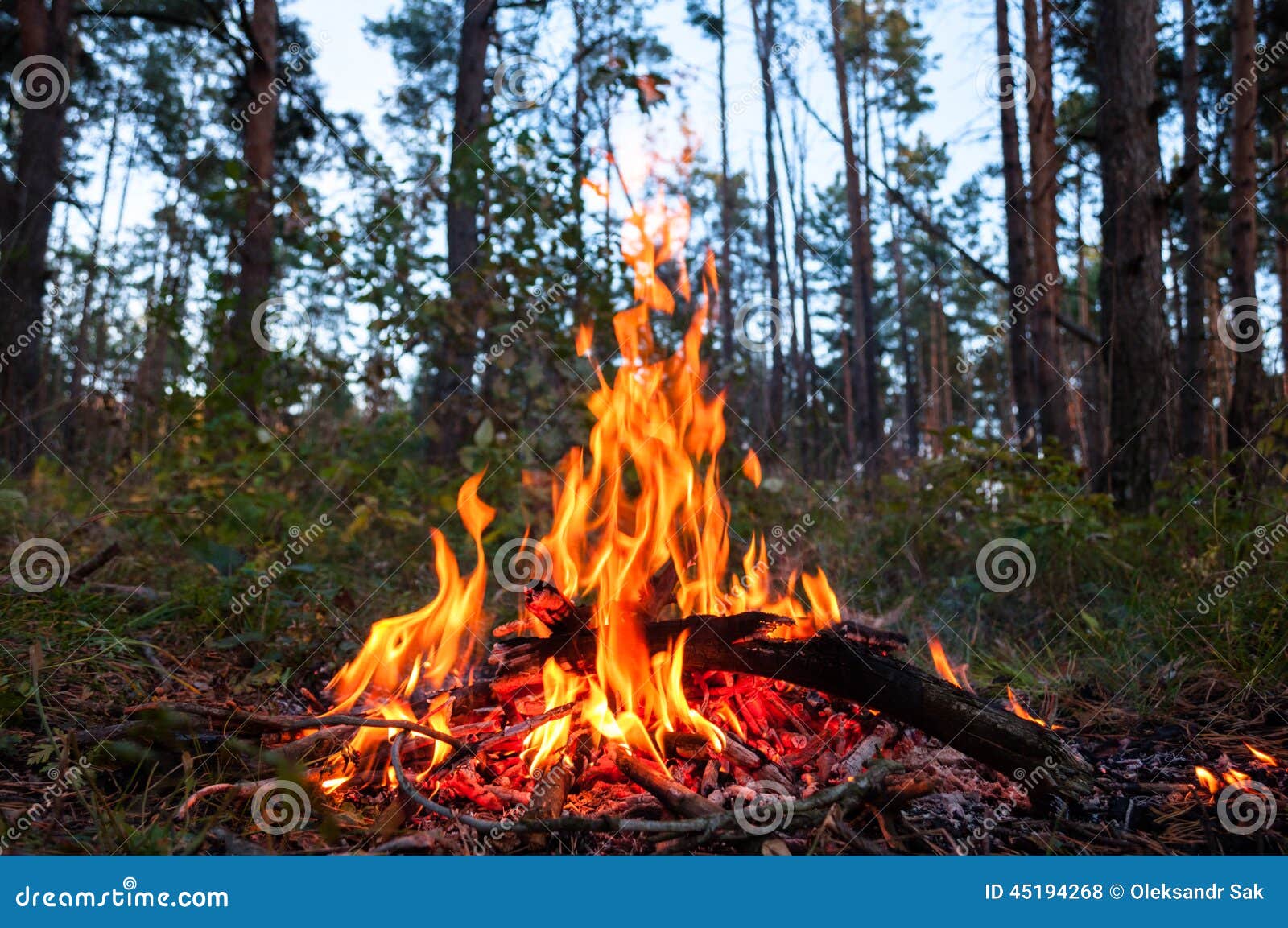 Fire in the forest stock photo. Image of forest, background - 45194268